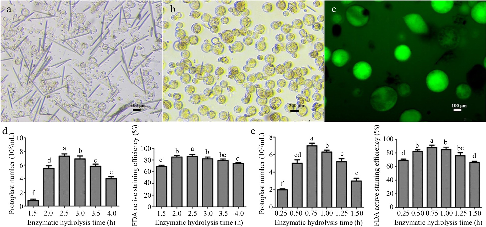 Endosperm Development In Coconut