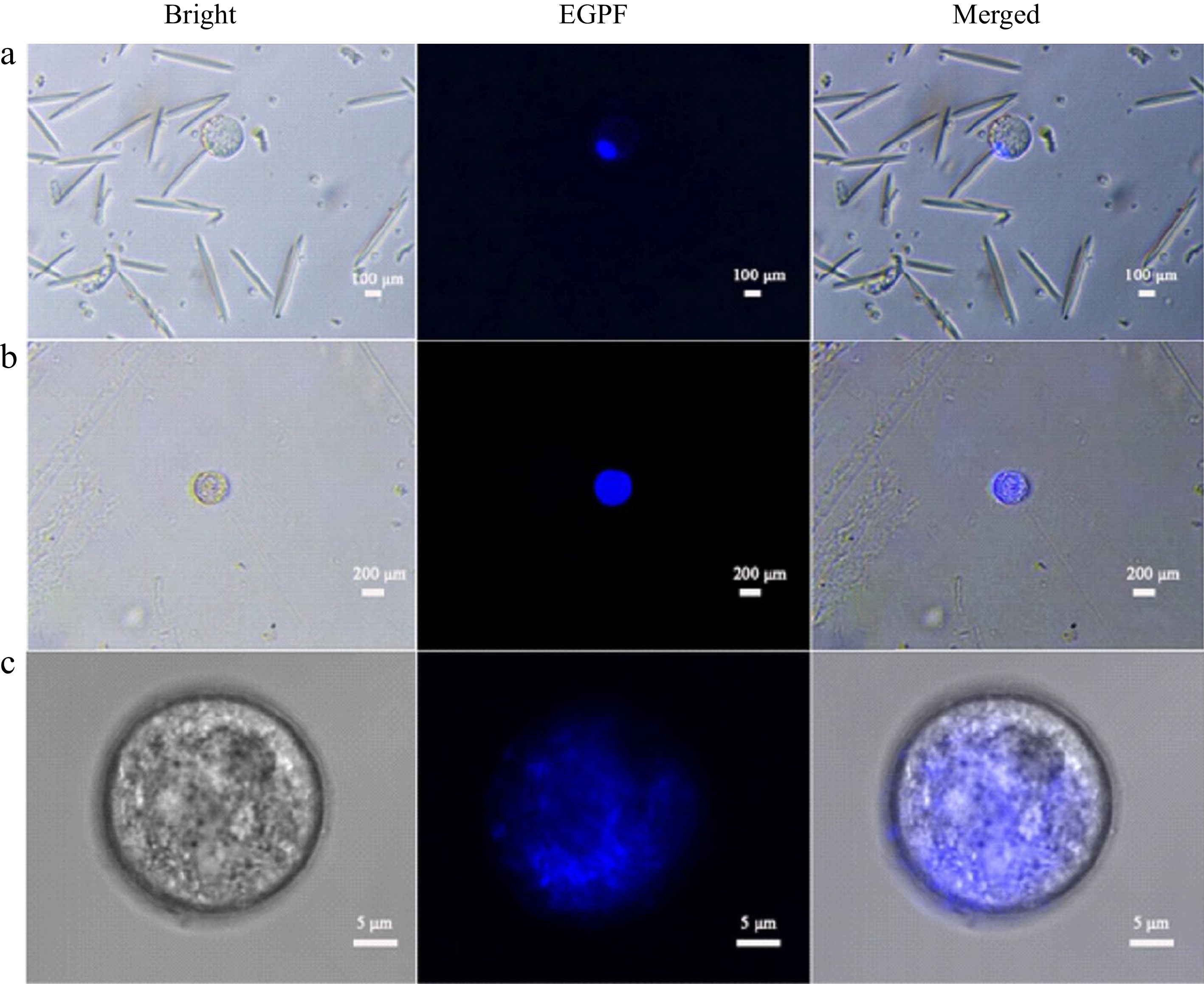 Efficient isolation and transformation of protoplasts in coconut ...