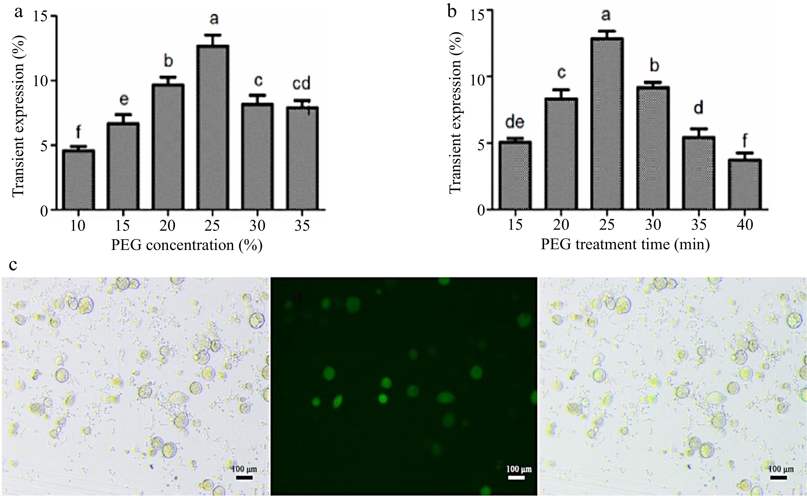 Endosperm Development In Coconut