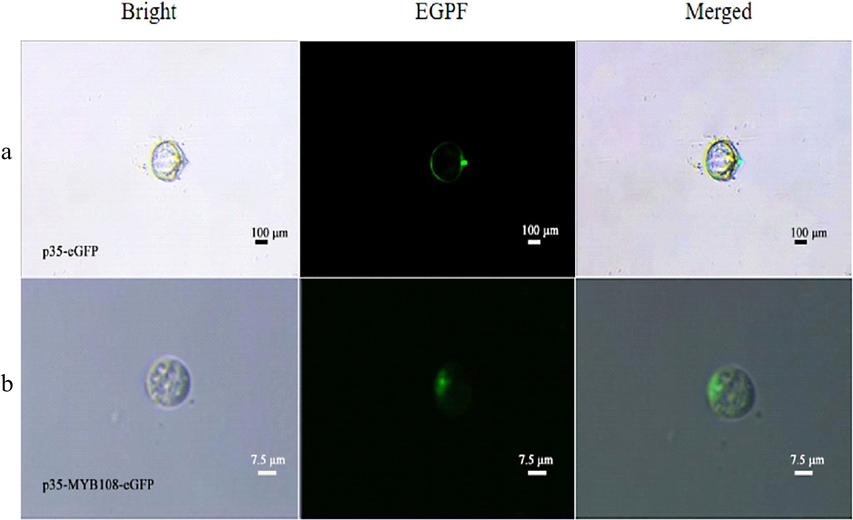 Efficient isolation and transformation of protoplasts in coconut endosperm and leaves for gene ...