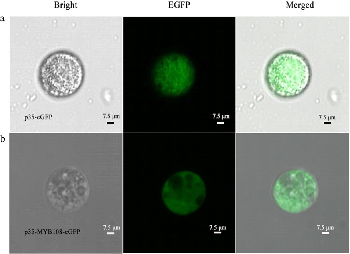 Efficient isolation and transformation of protoplasts in coconut ...