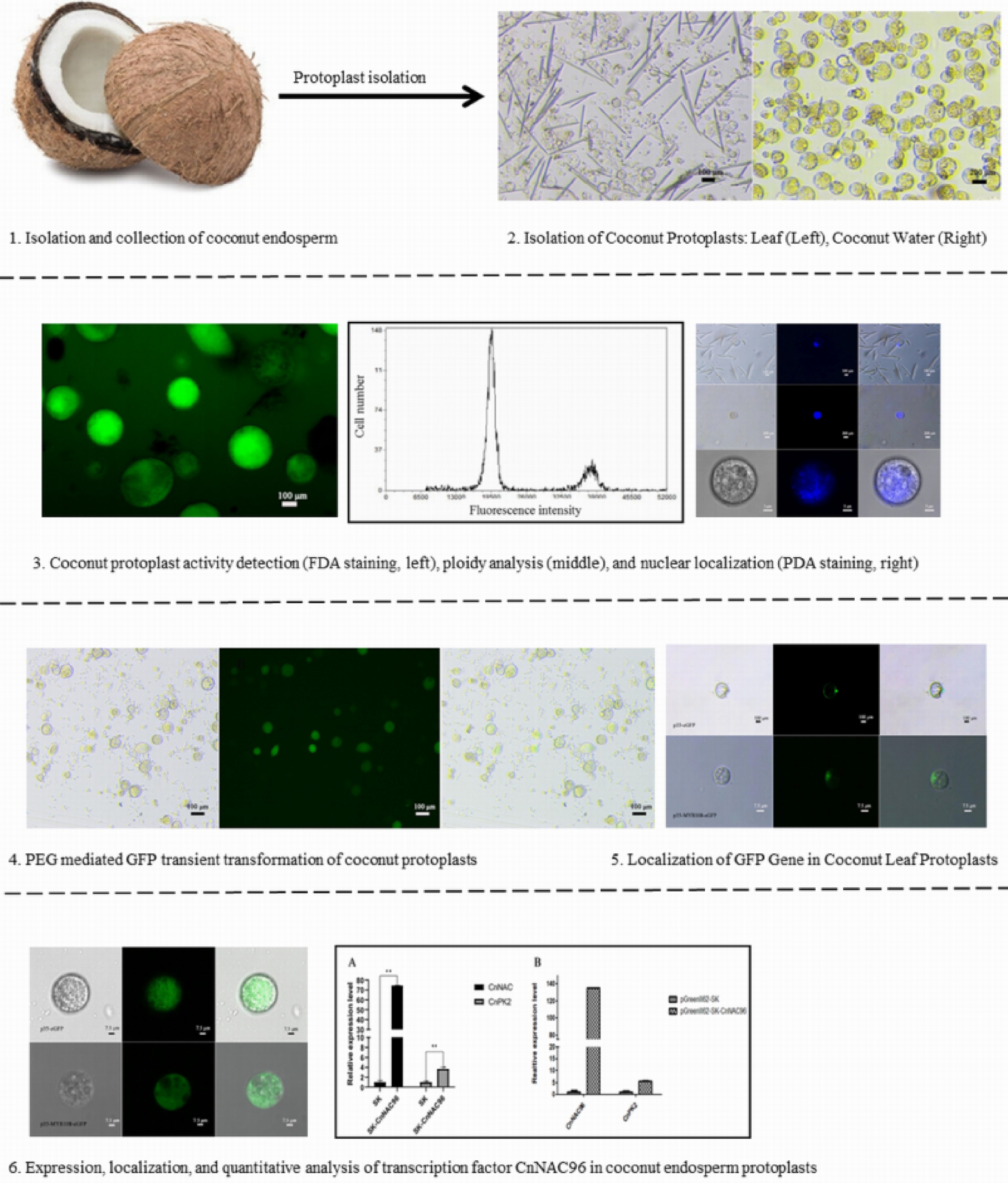 Efficient isolation and transformation of protoplasts in coconut ...