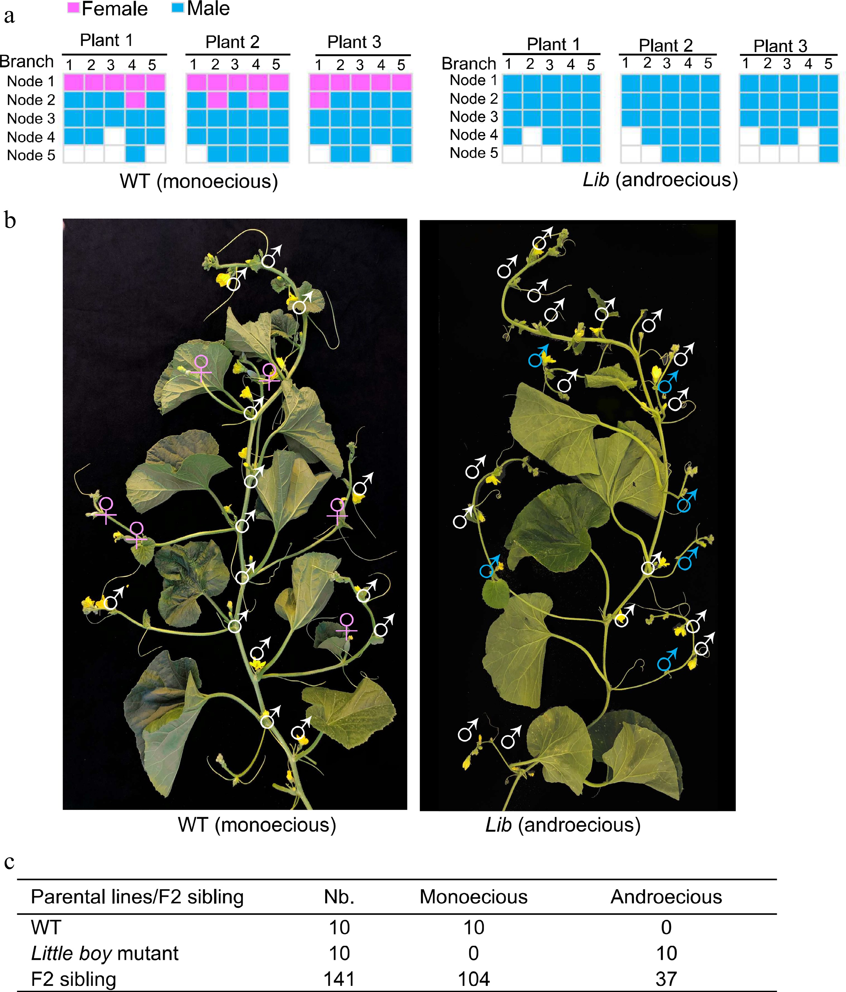 A new regulation mechanism of bisexual flower development in ...