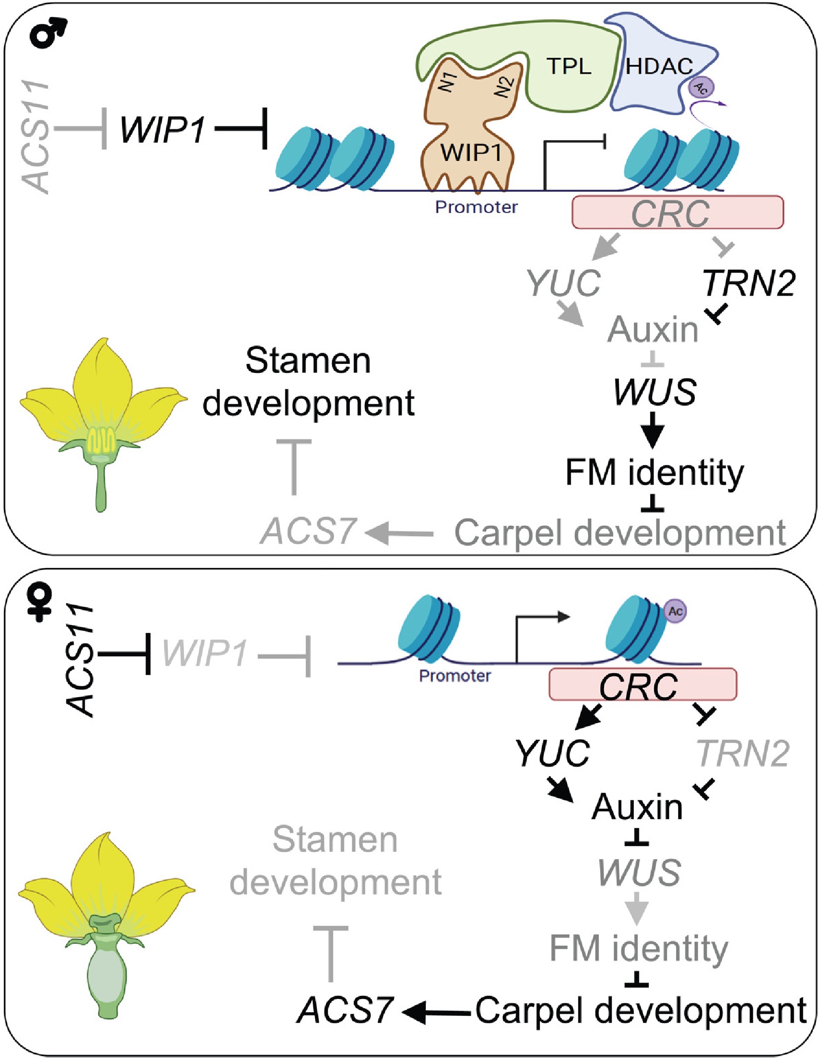 A new regulation mechanism of bisexual flower development in ...