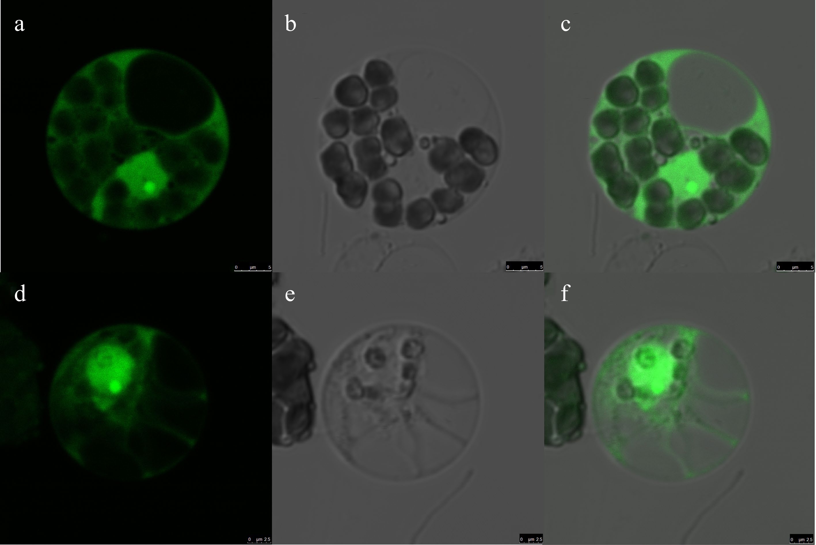Efficient mesophyll protoplast isolation and PEG-mediated transient gene expression in greater ...