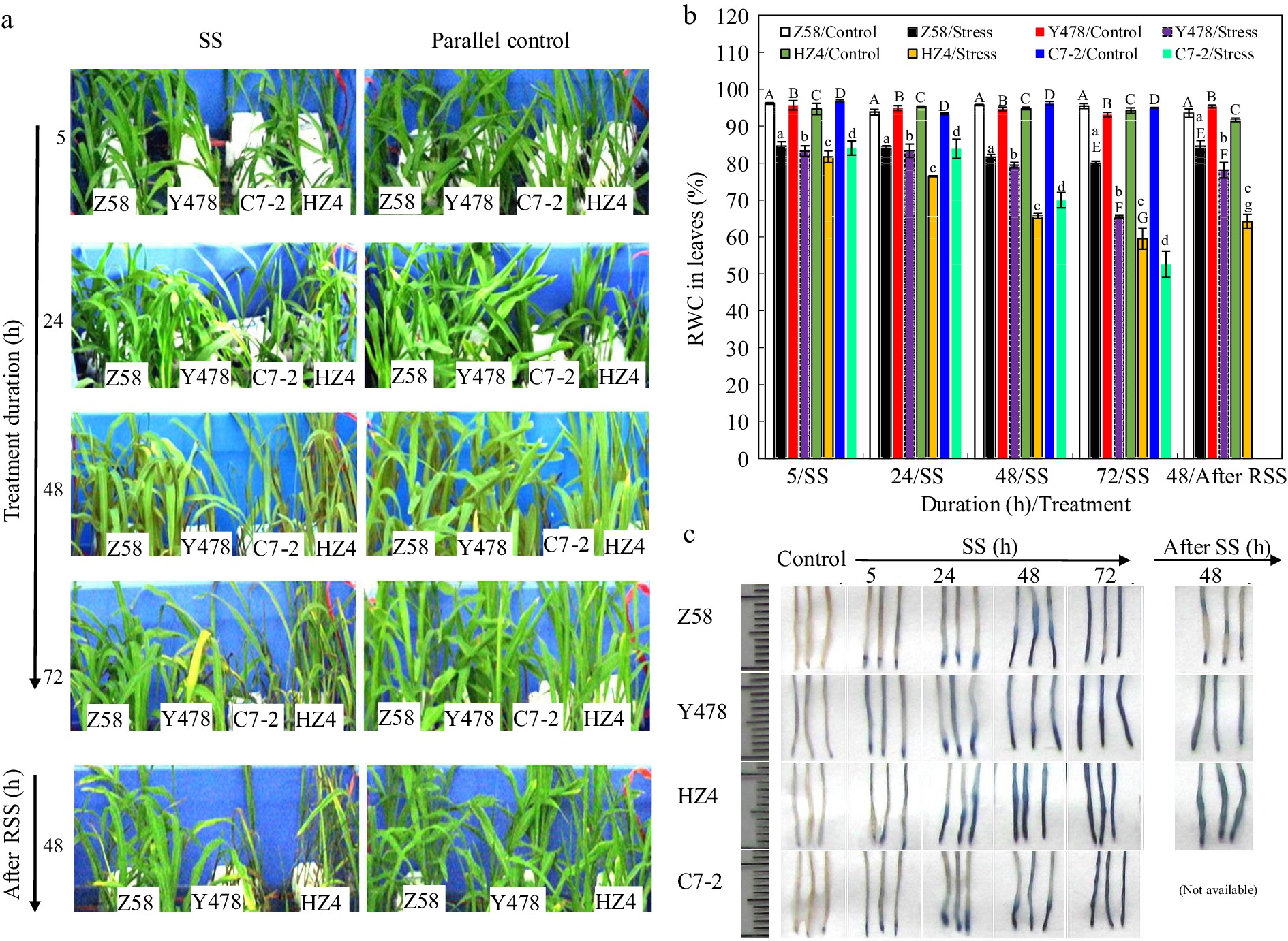 Insights into physio-biochemical responses of maize to salt shock ...