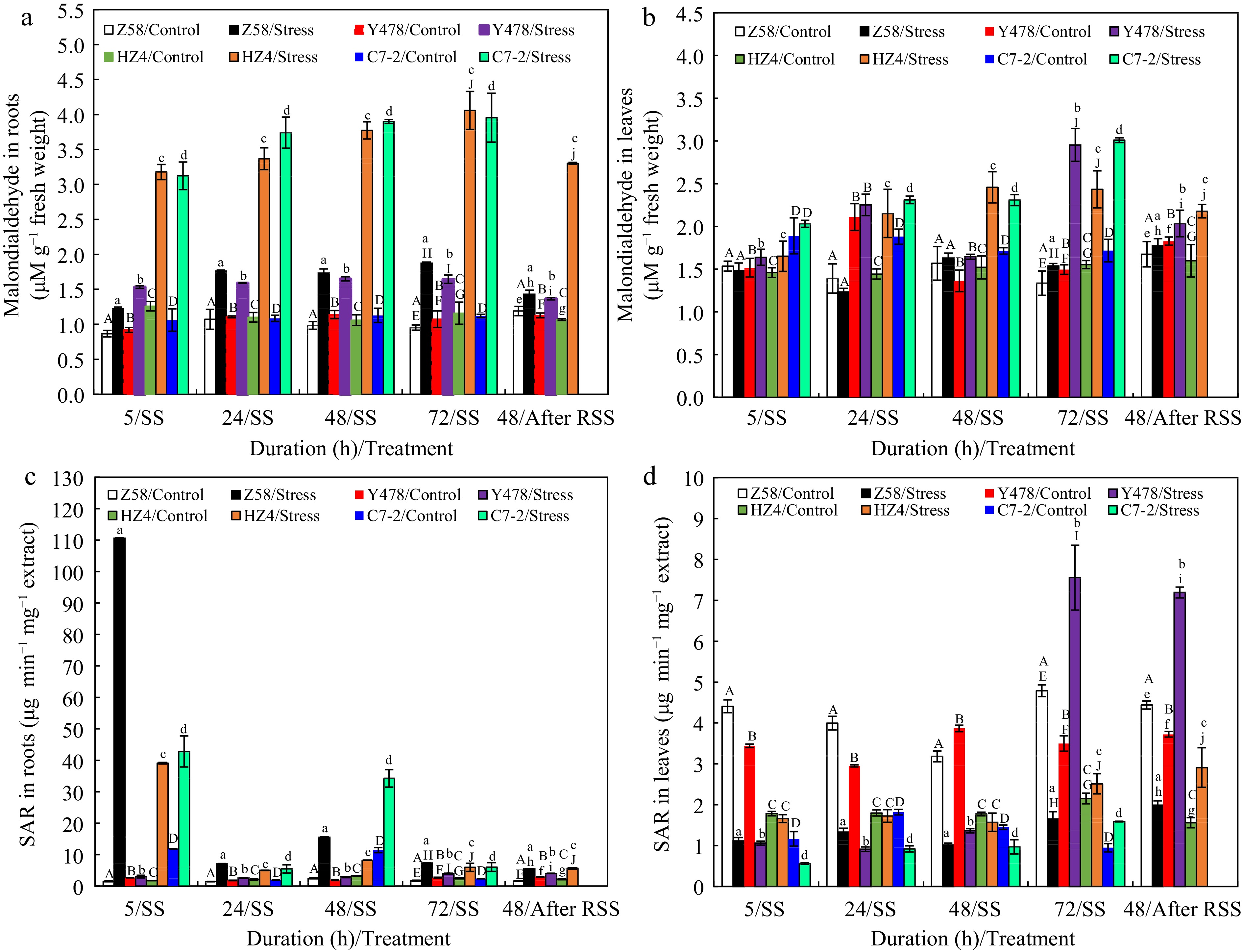 Insights into physio-biochemical responses of maize to salt shock ...