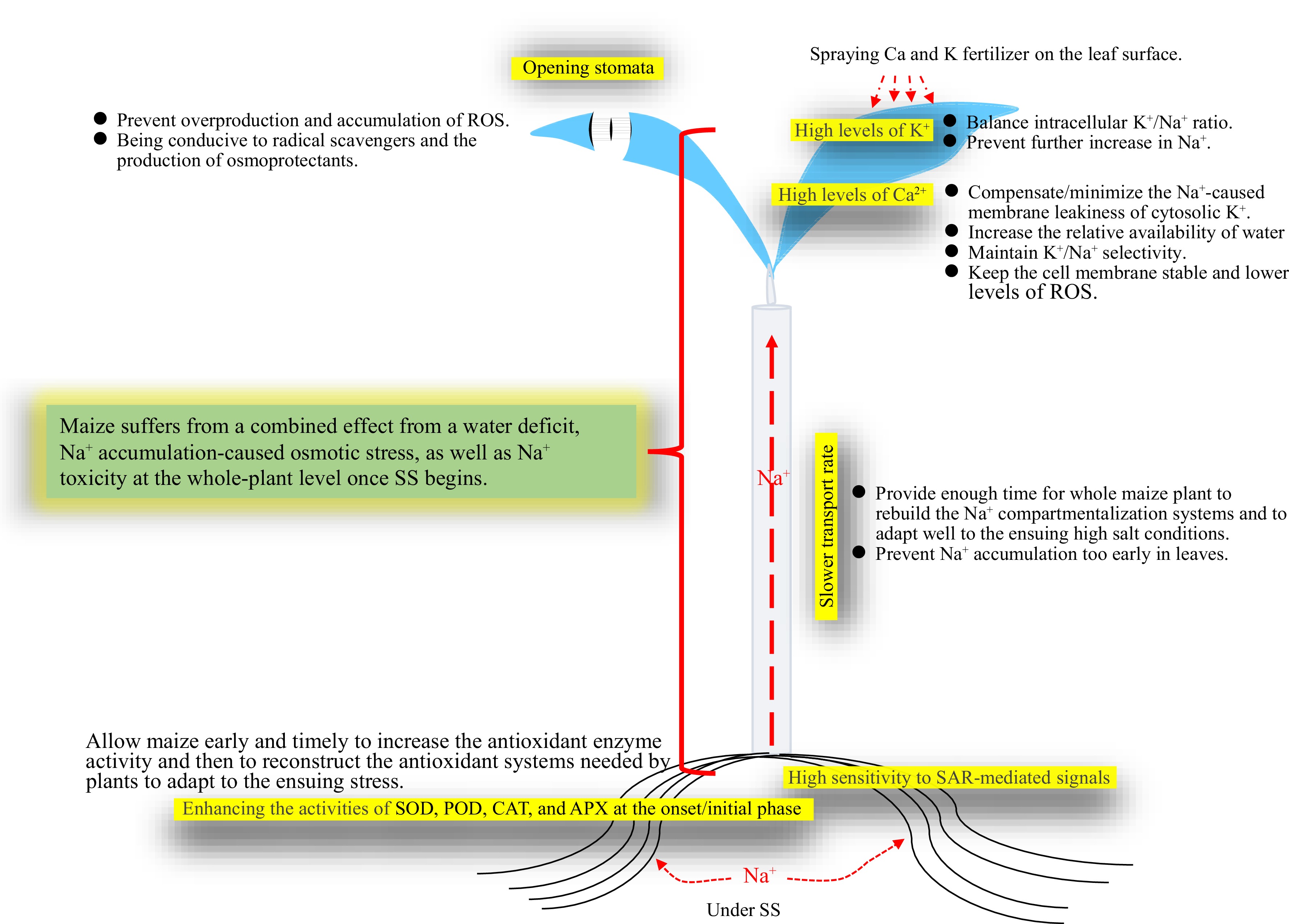 Insights into physio-biochemical responses of maize to salt shock ...