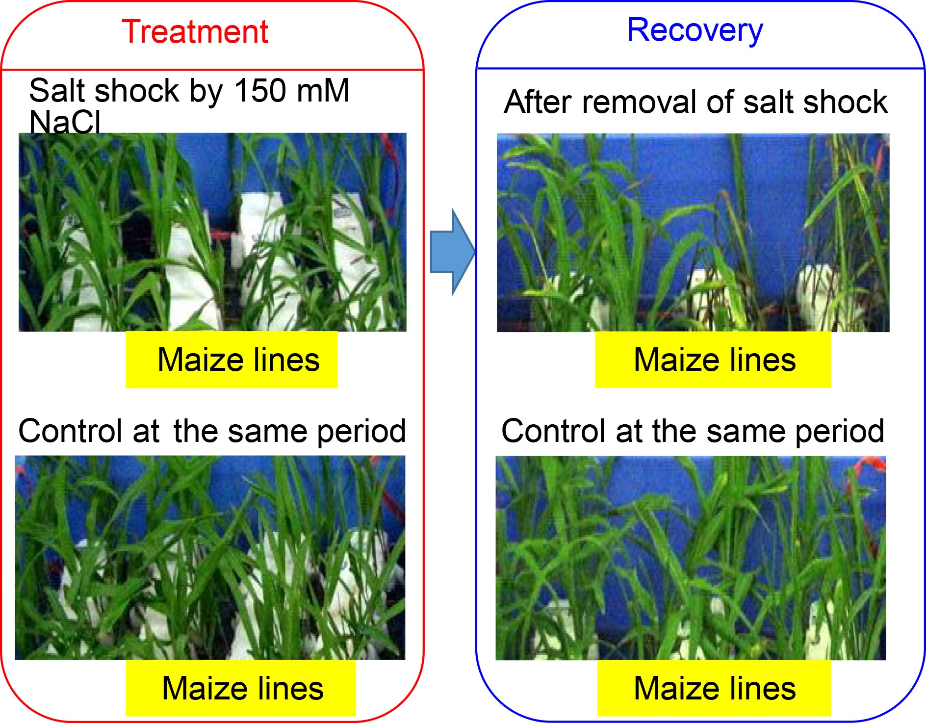 Insights into physio-biochemical responses of maize to salt shock ...