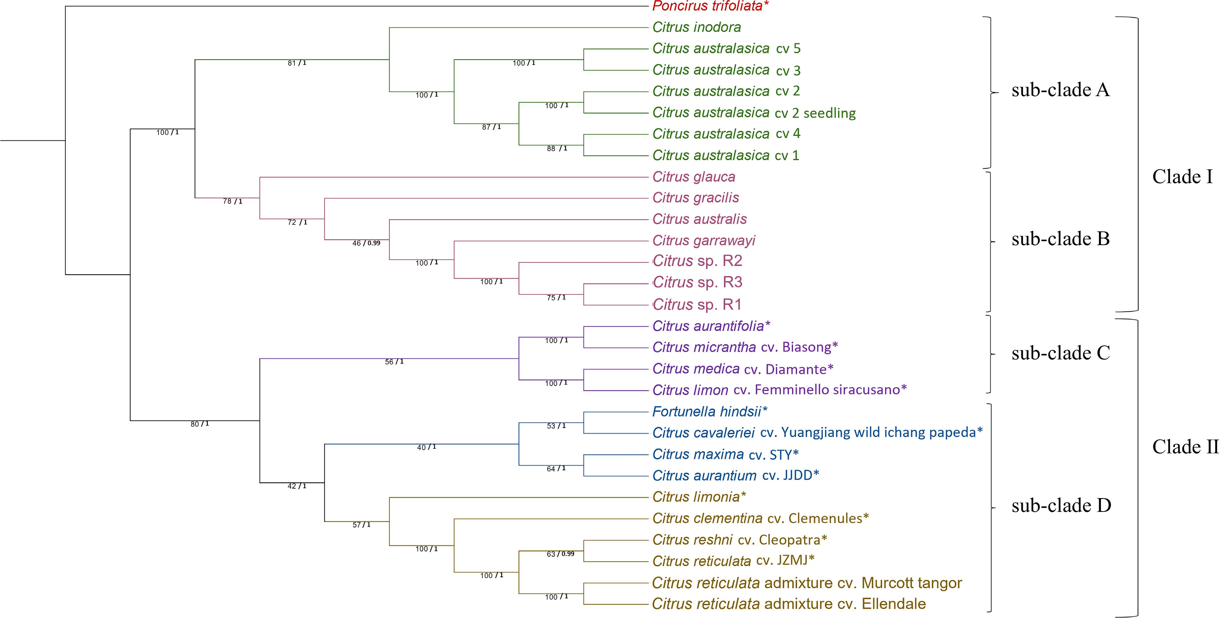 Phylogenetic relationships among Australian native citrus species based ...