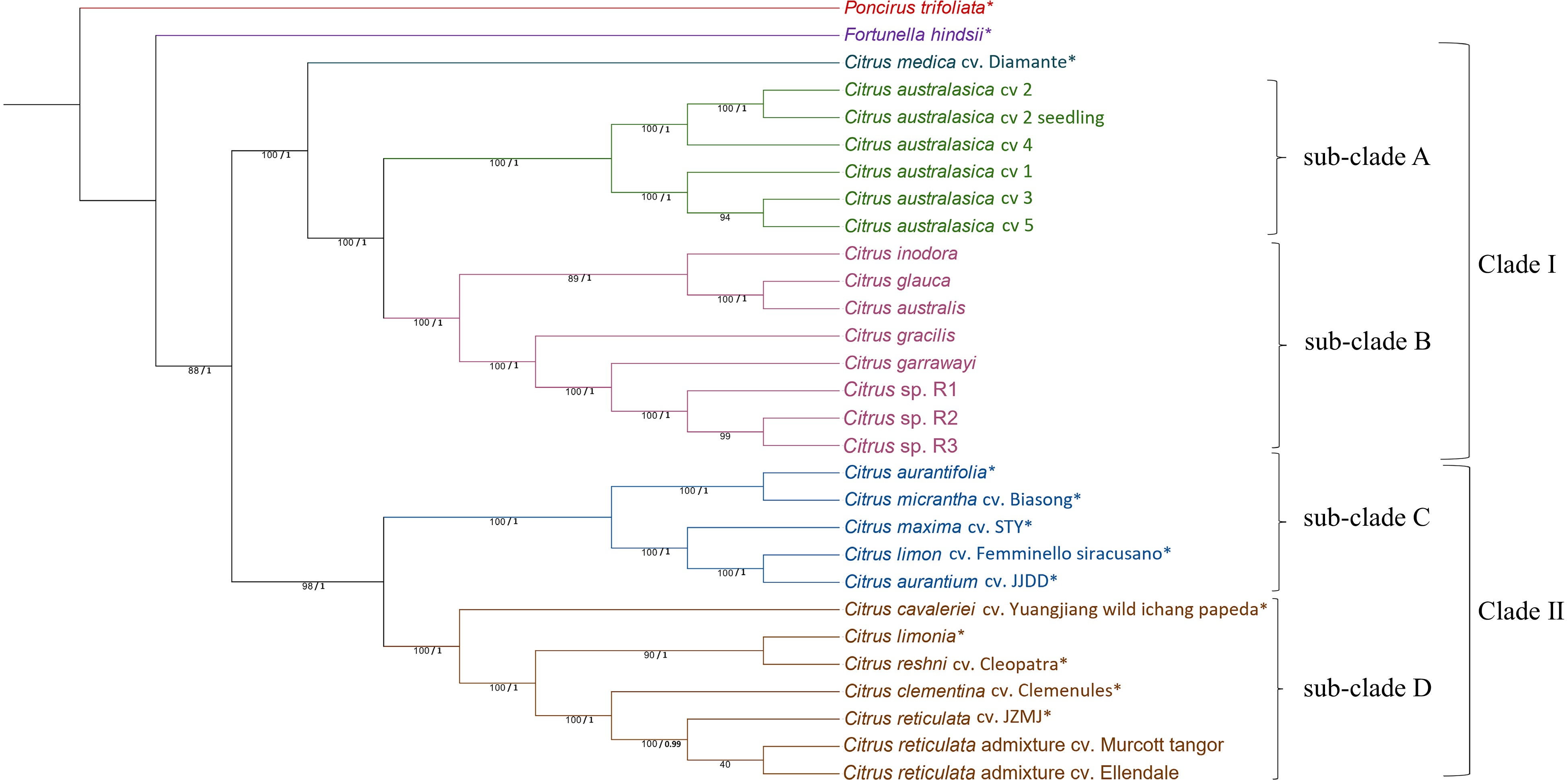 Phylogenetic relationships among Australian native citrus species based ...
