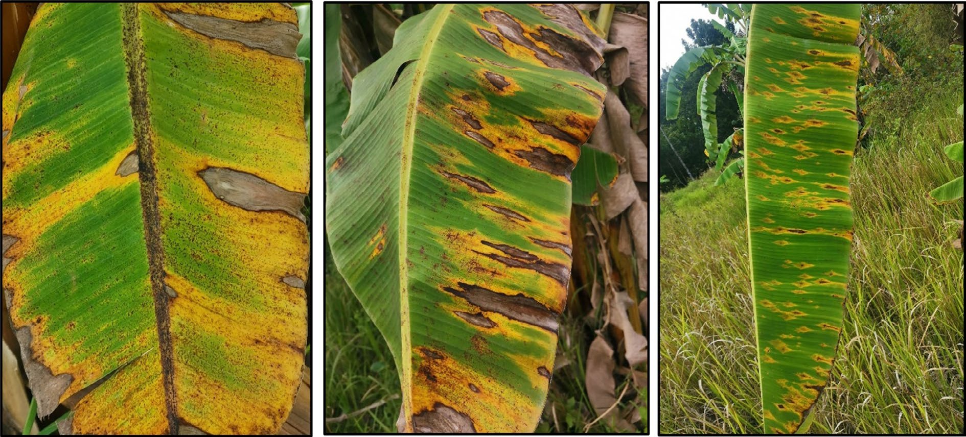 Overview of the Sigatoka leaf spot complex in banana and its current ...