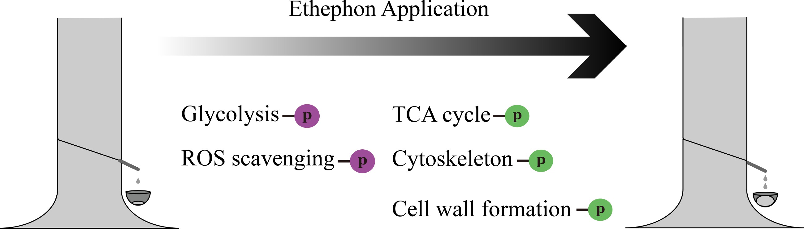 Comparative phosphoproteome analyses provide new insight into ethephon ...
