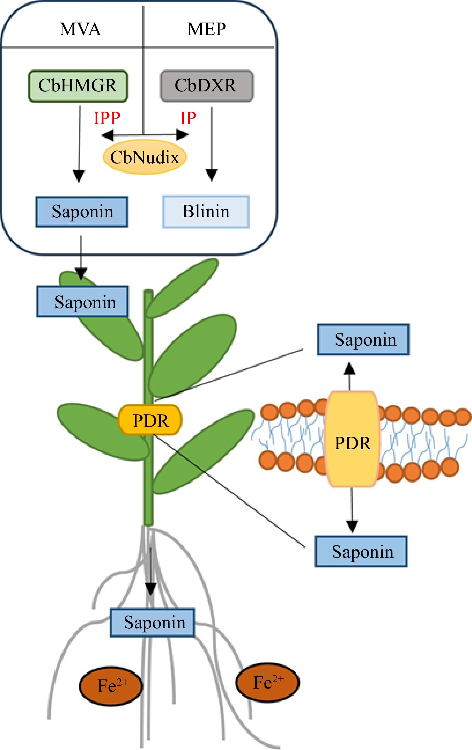 Effect of rhizospheric Fe 2+ on terpenoid biosynthesis and accumulation ...