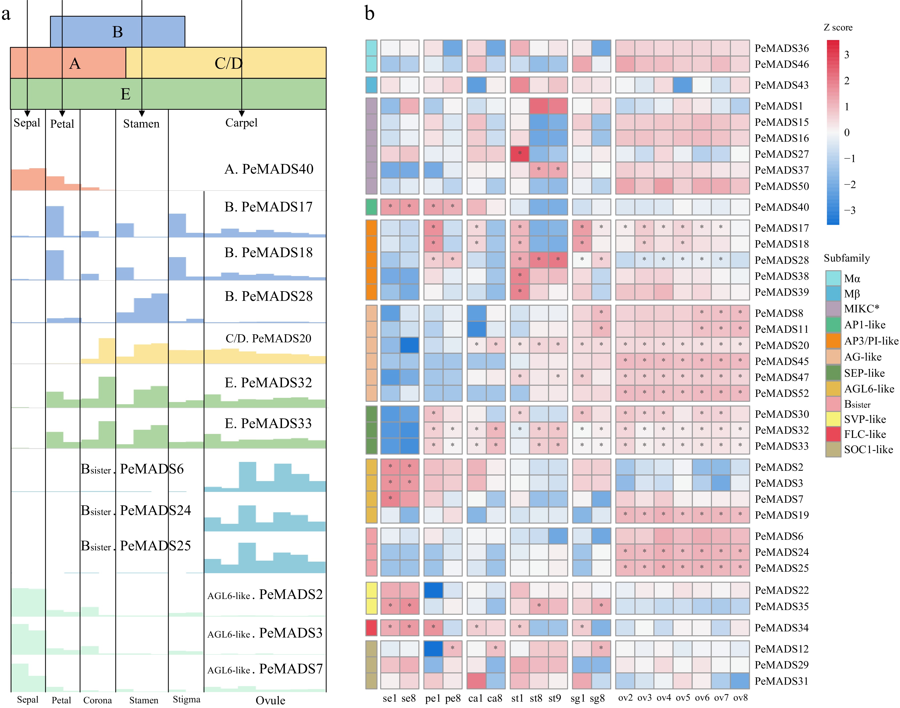From gene expression to flower patterns genome-wide characterization of ...