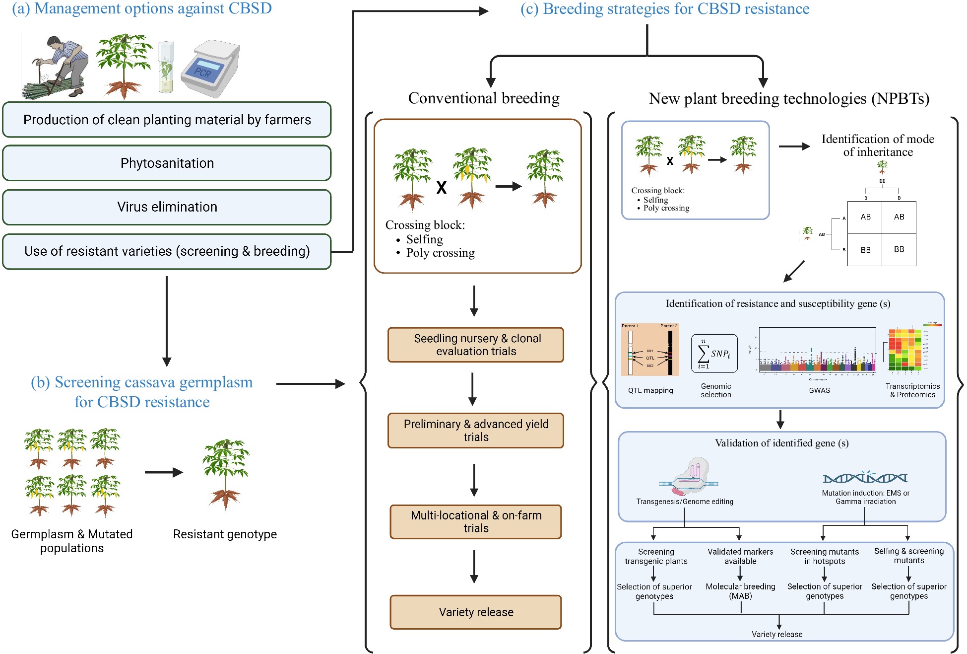 Breeding strategies for mitigating cassava brown streak disease in Africa