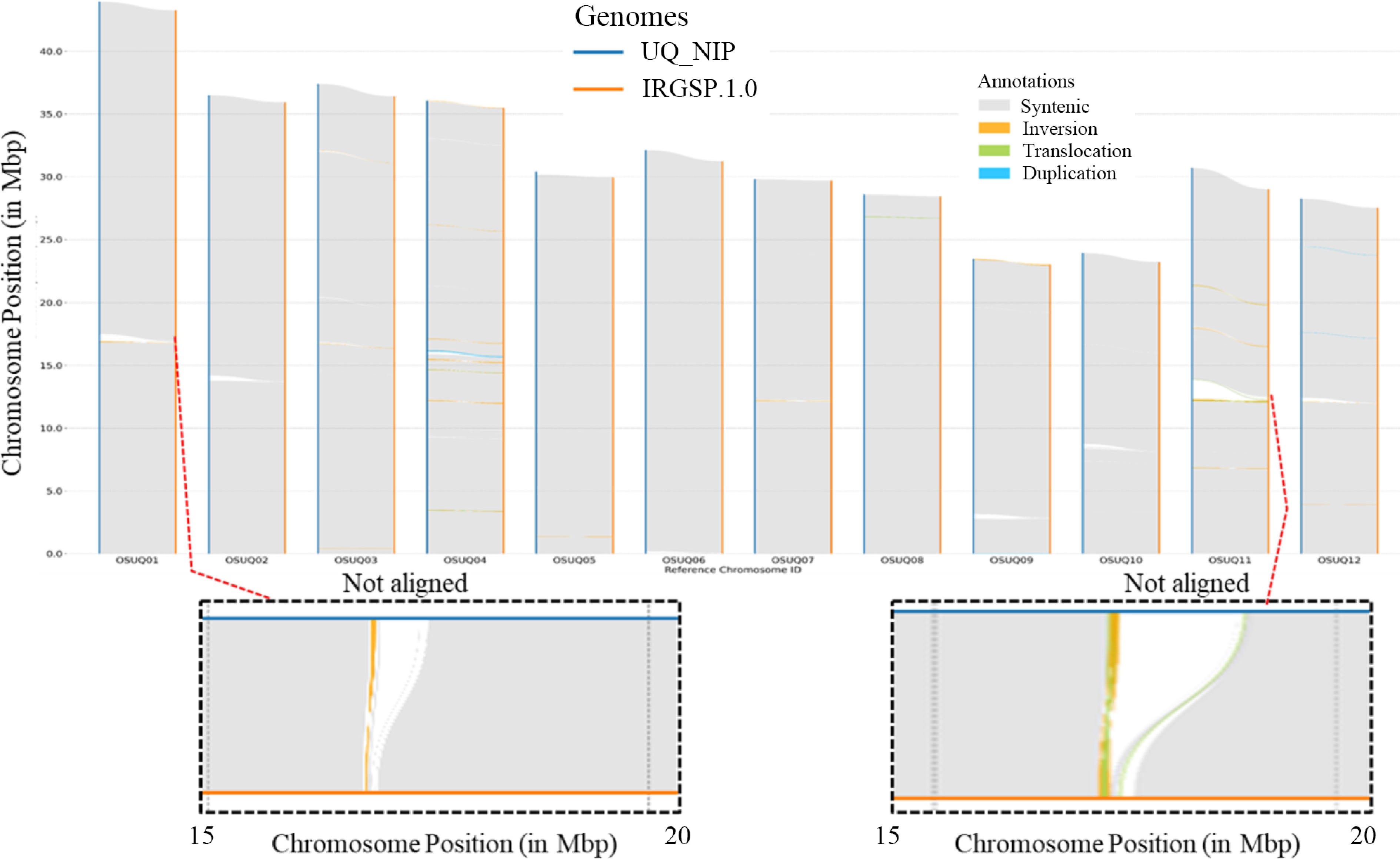 An improved haplotype resolved genome reveals more rice genes