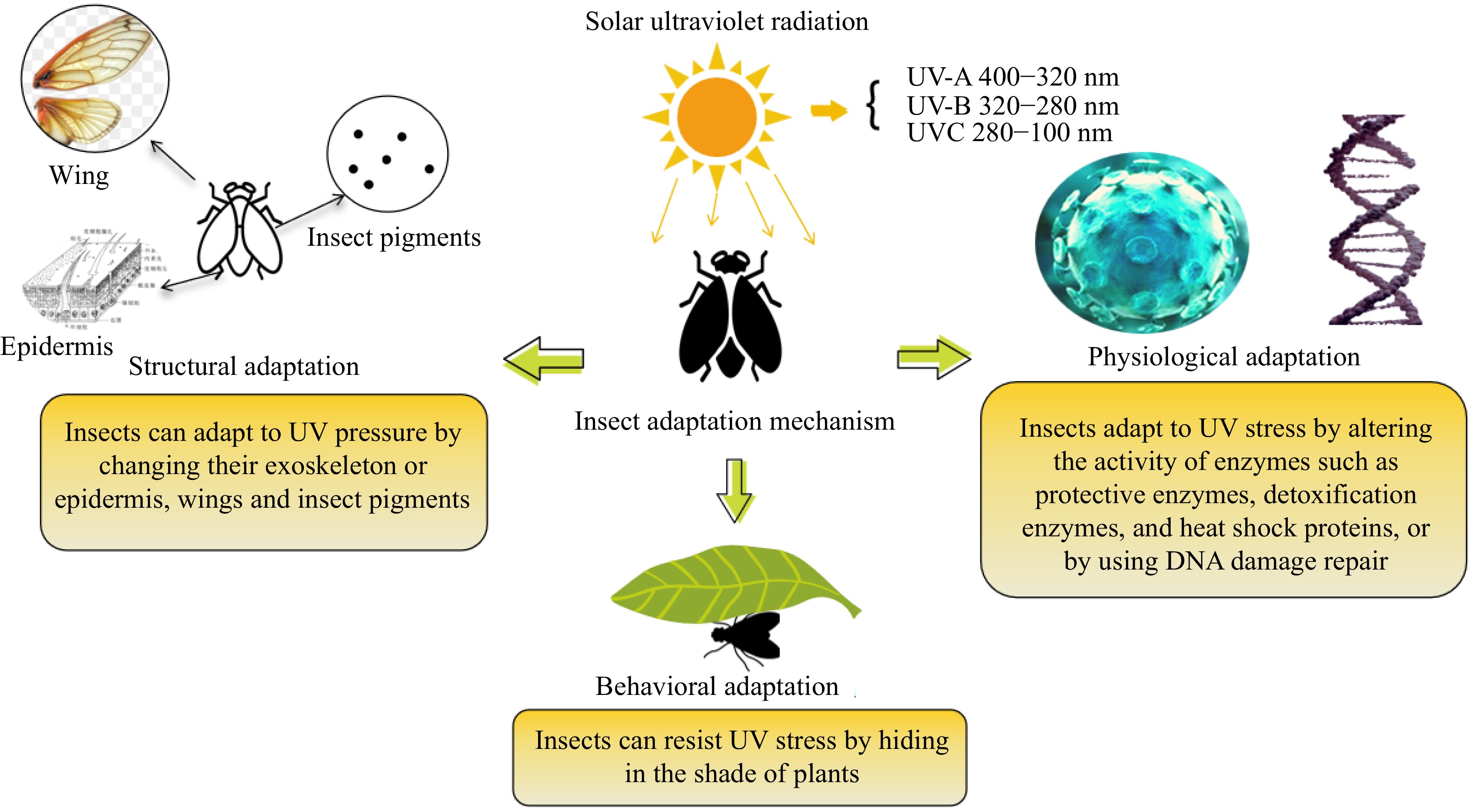 Effects of ultraviolet light stress on protective and detoxification ...