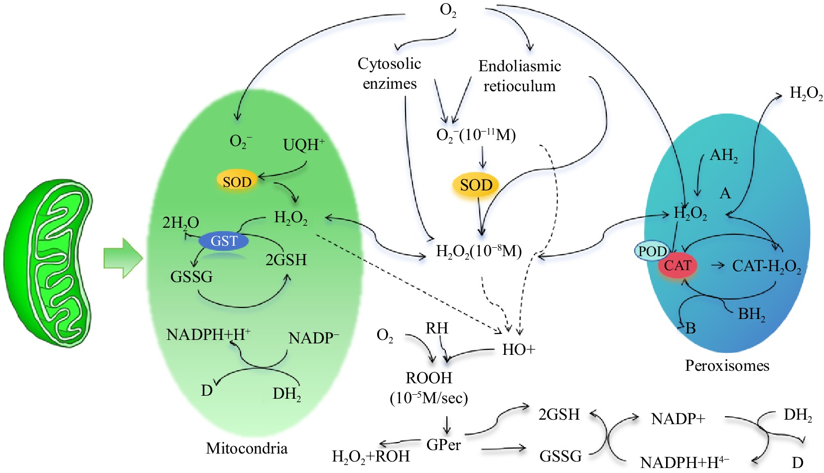 Effects of ultraviolet light stress on protective and detoxification ...