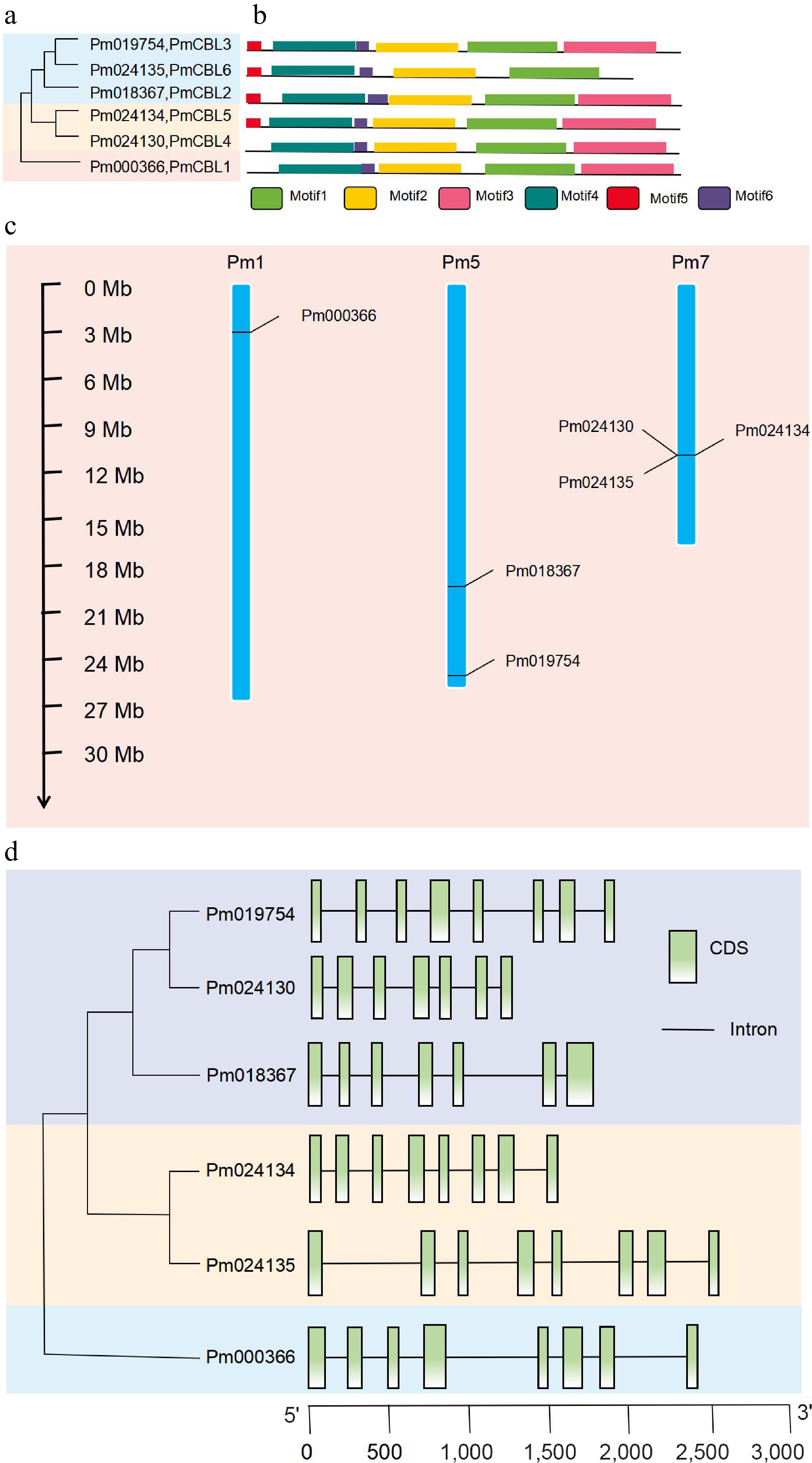 Identification of the Calcineurin B-like gene family and gene ...