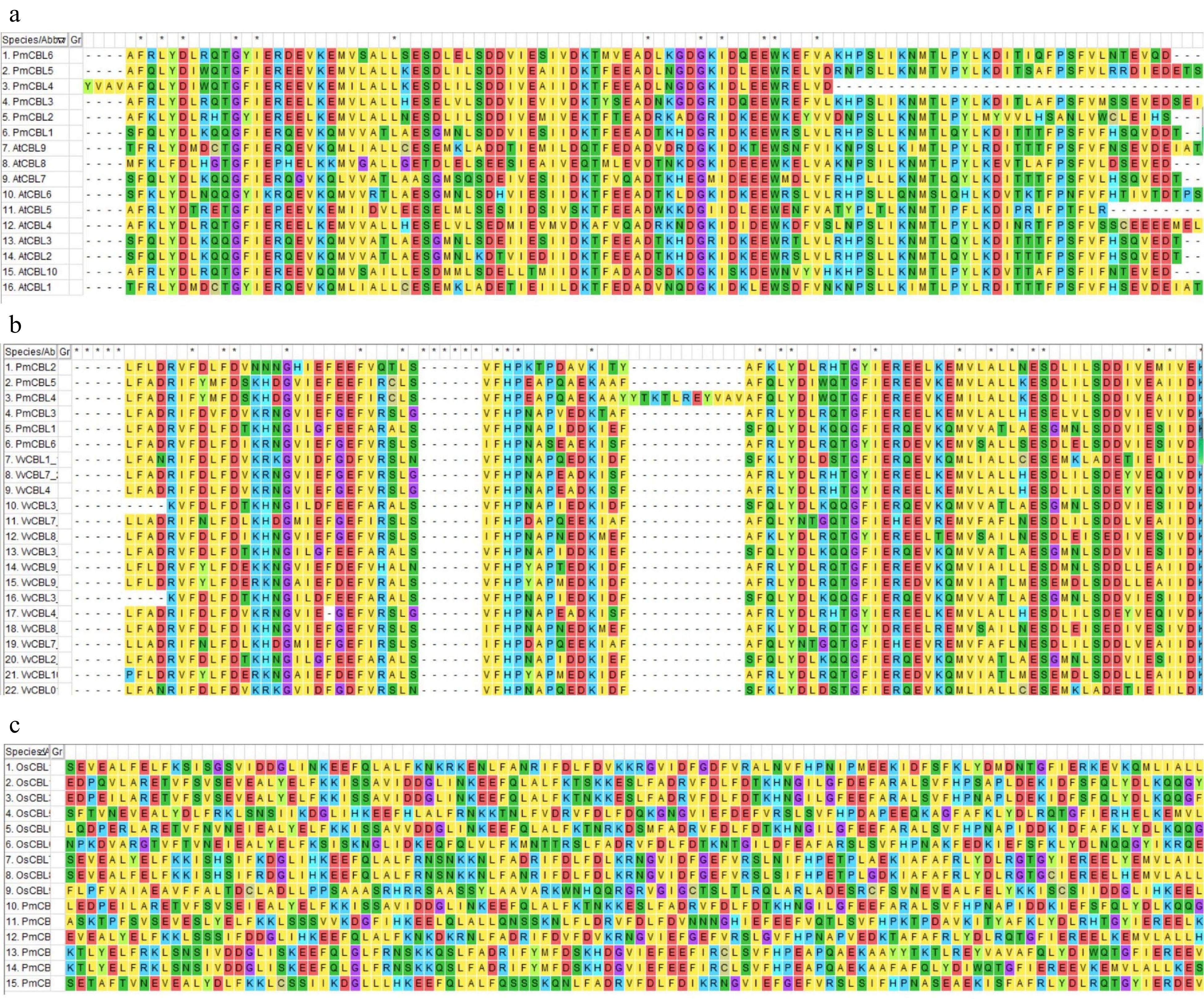 Identification of the Calcineurin B-like gene family and gene ...