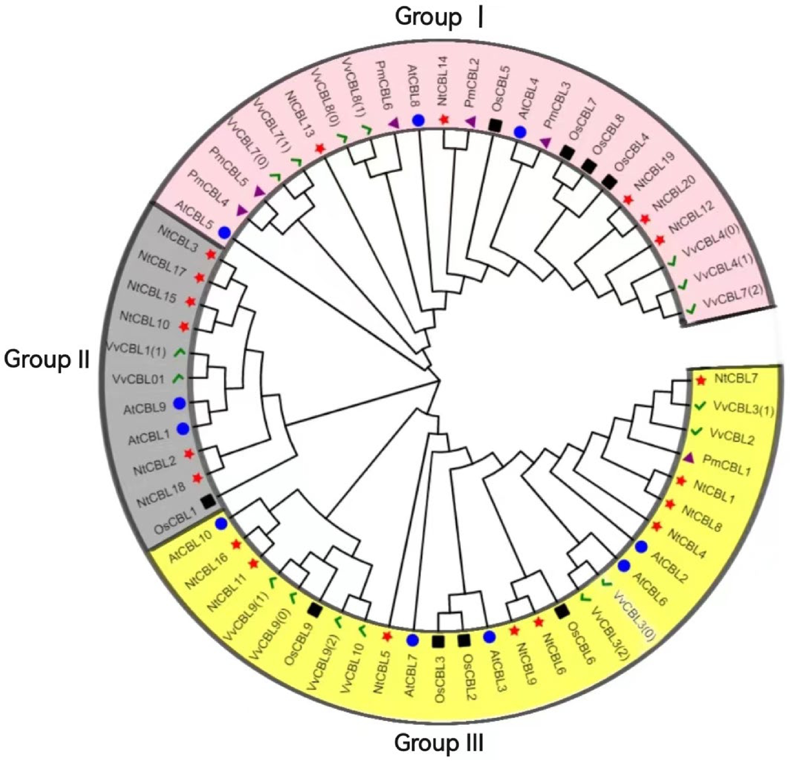 Identification of the Calcineurin B-like gene family and gene ...