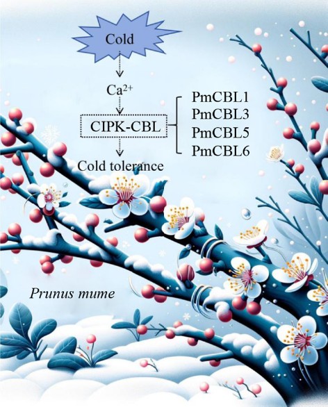 Identification of the Calcineurin B-like gene family and gene ...