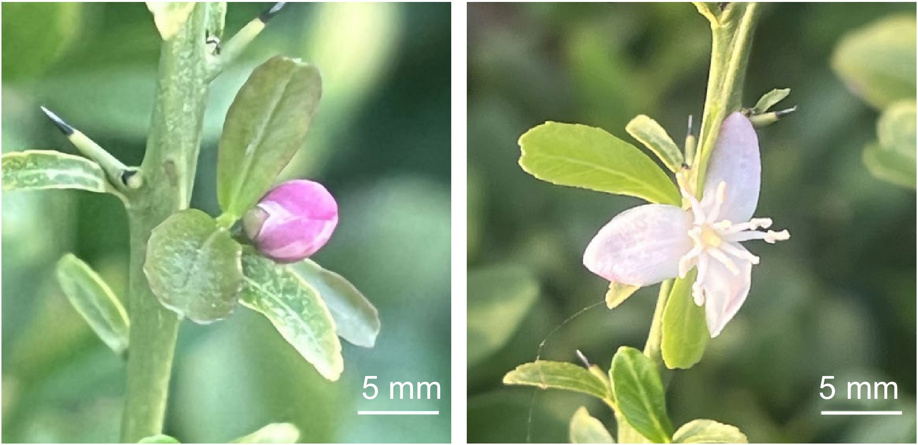 An investigation of germplasm resources and phylogenetic analysis of ...