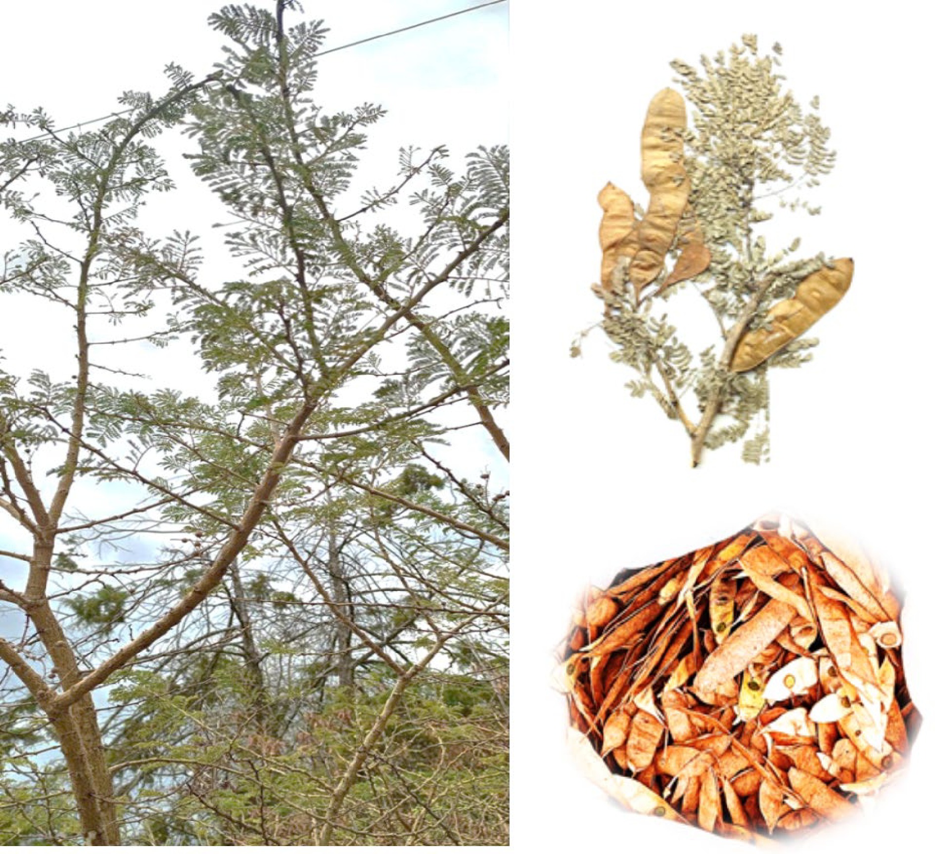Distribution, regeneration status and threats to Senegalia venosa ...