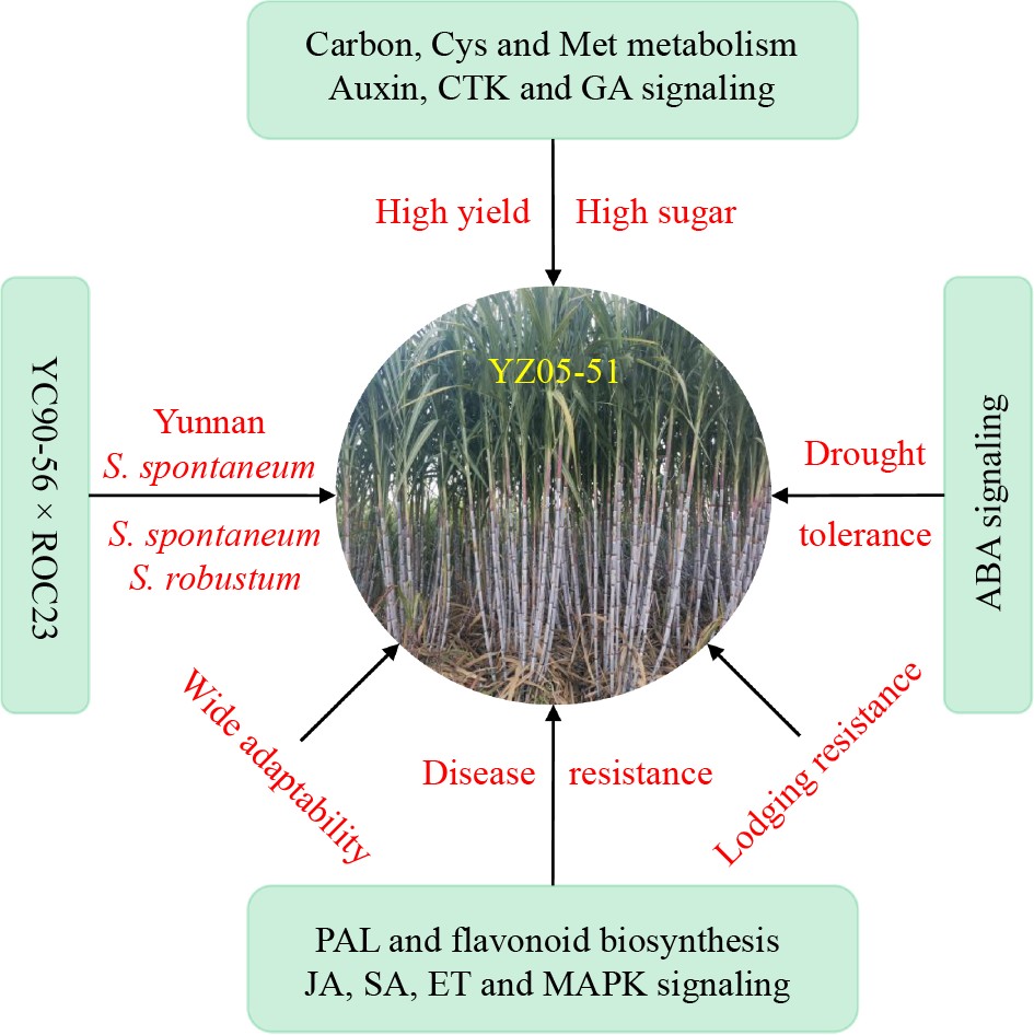 Sugarcane variety YZ05-51 with high yield and strong resistance ...