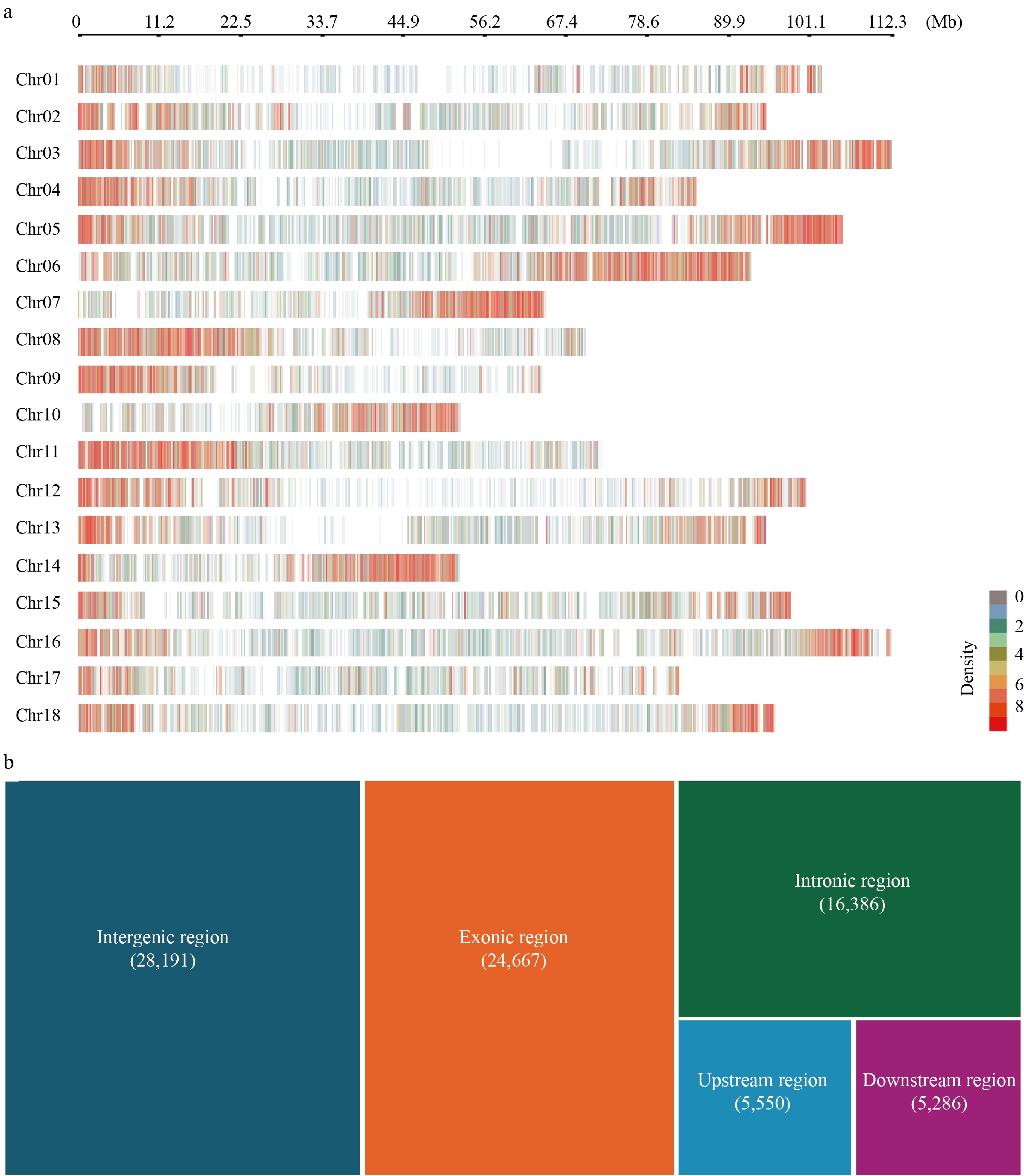 Design and application of the HbGBTS80K liquid chip in rubber tree