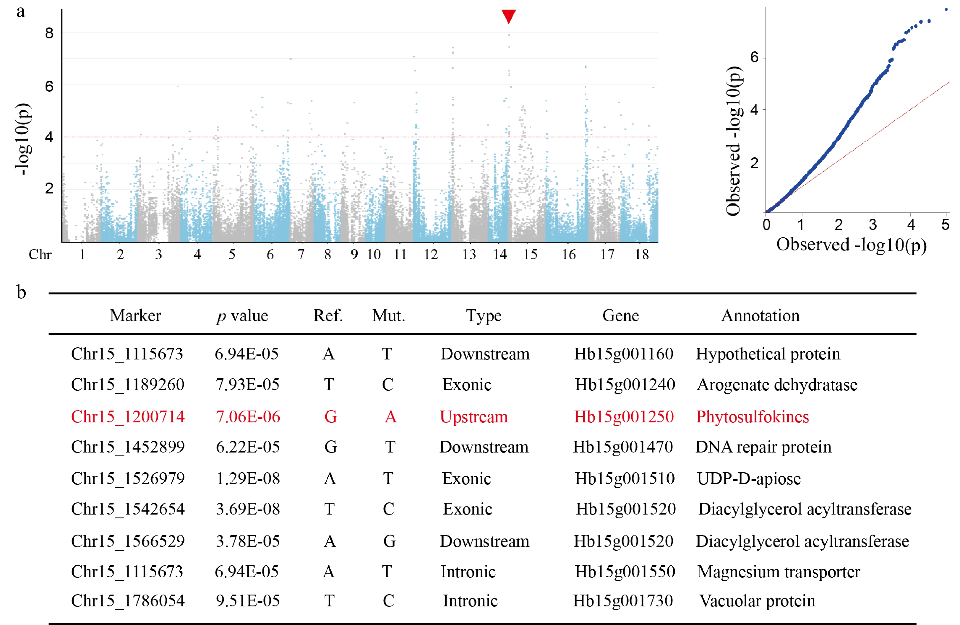 Design and application of the HbGBTS80K liquid chip in rubber tree