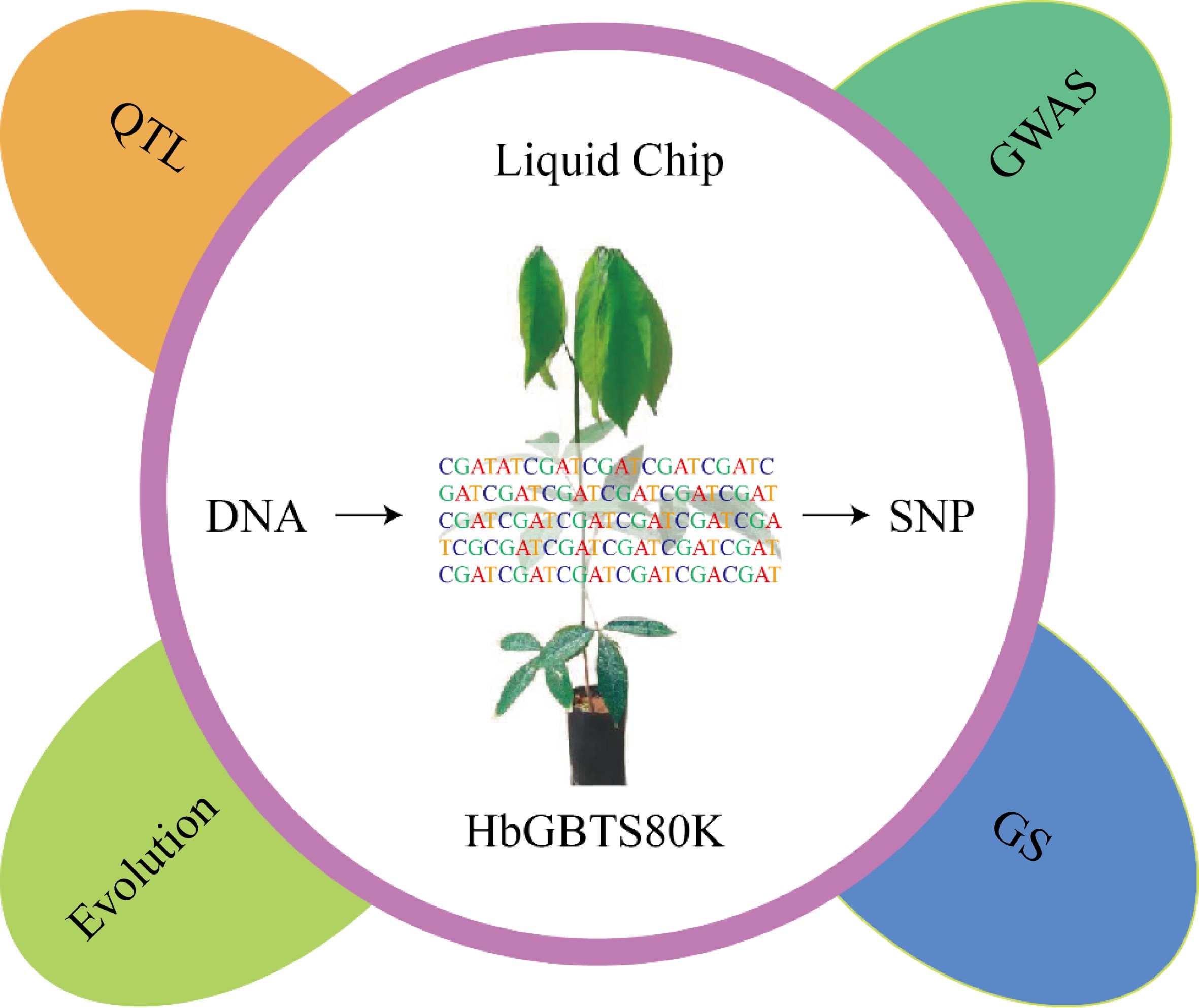 Design and application of the HbGBTS80K liquid chip in rubber tree