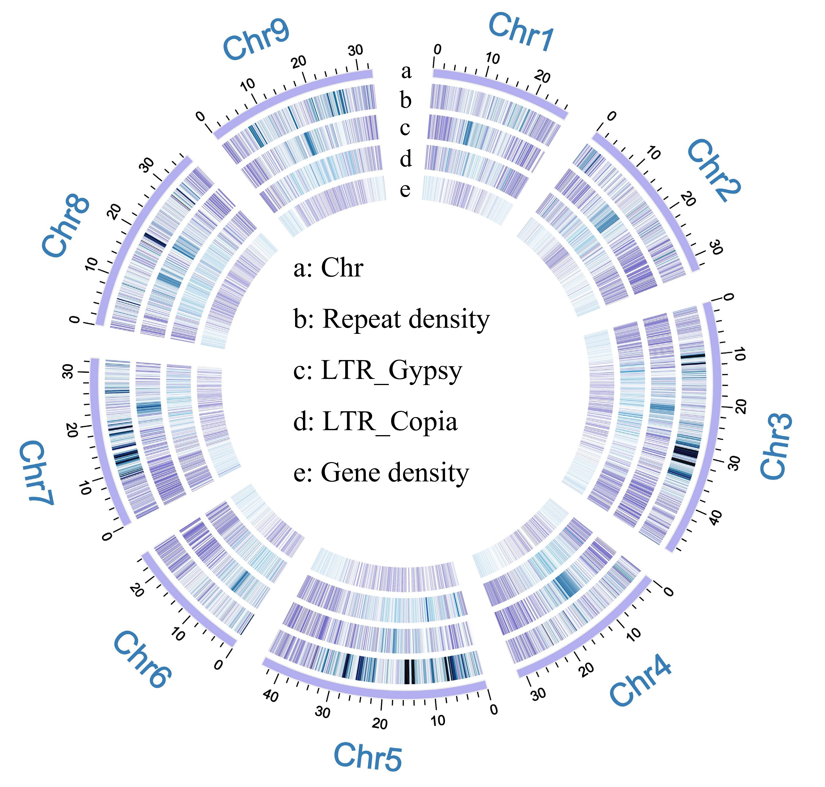 Chromosome-scale genome assembly provides insights into the evolution ...