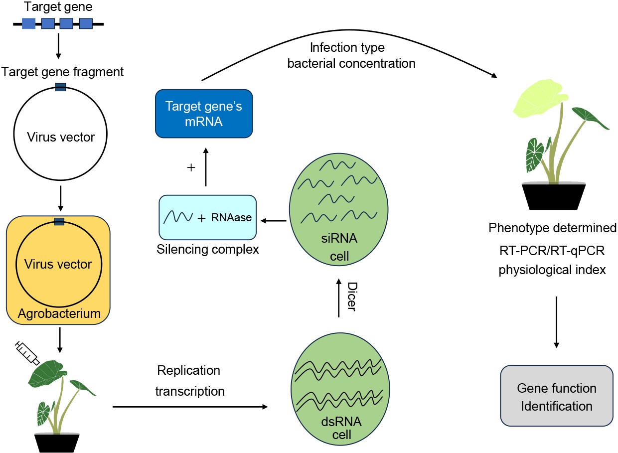 Construction and application of a virus-induced gene silencing system ...