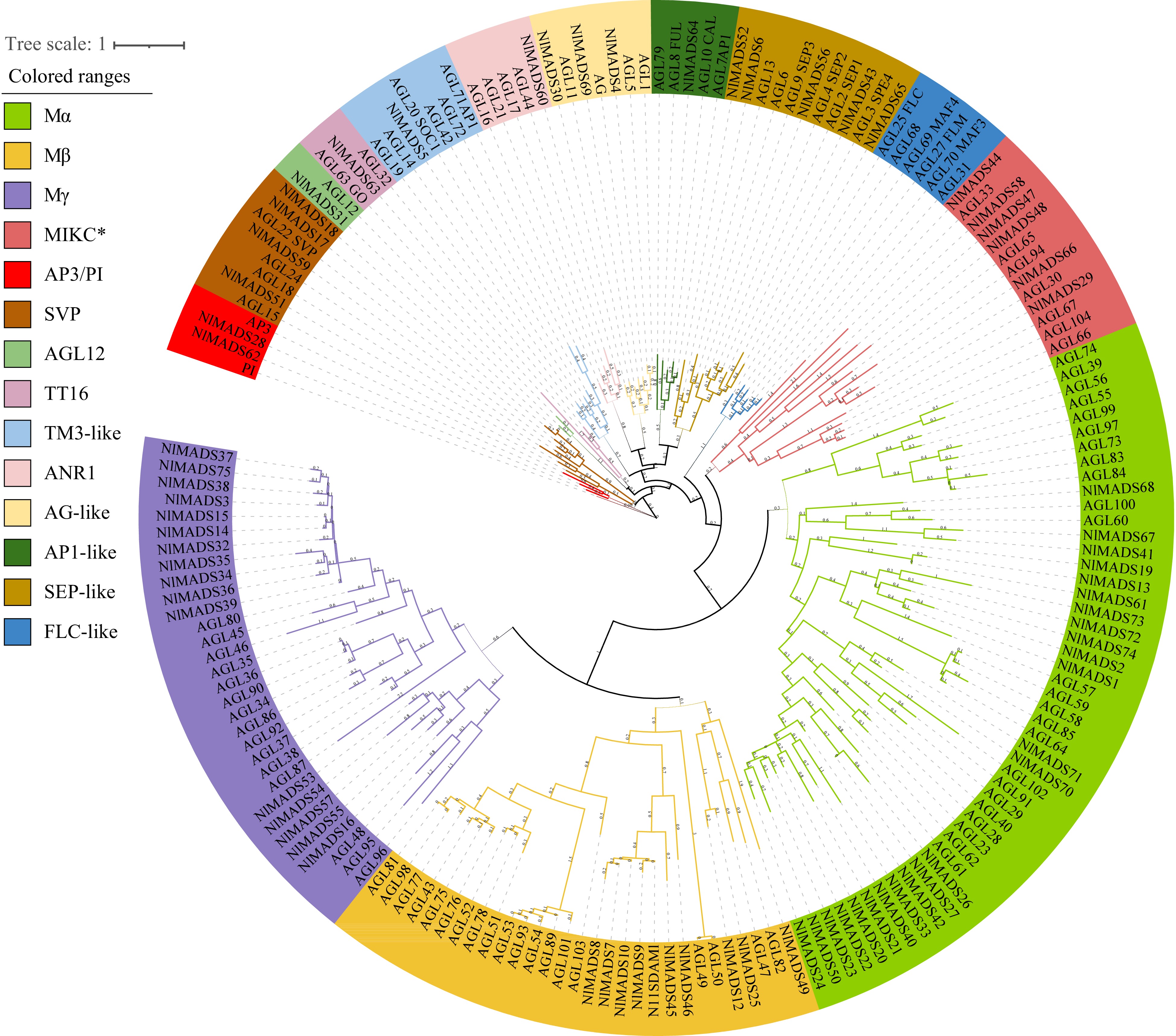 Genome-wide identification, characterization, evolution, and expression pattern analyses of MADS ...