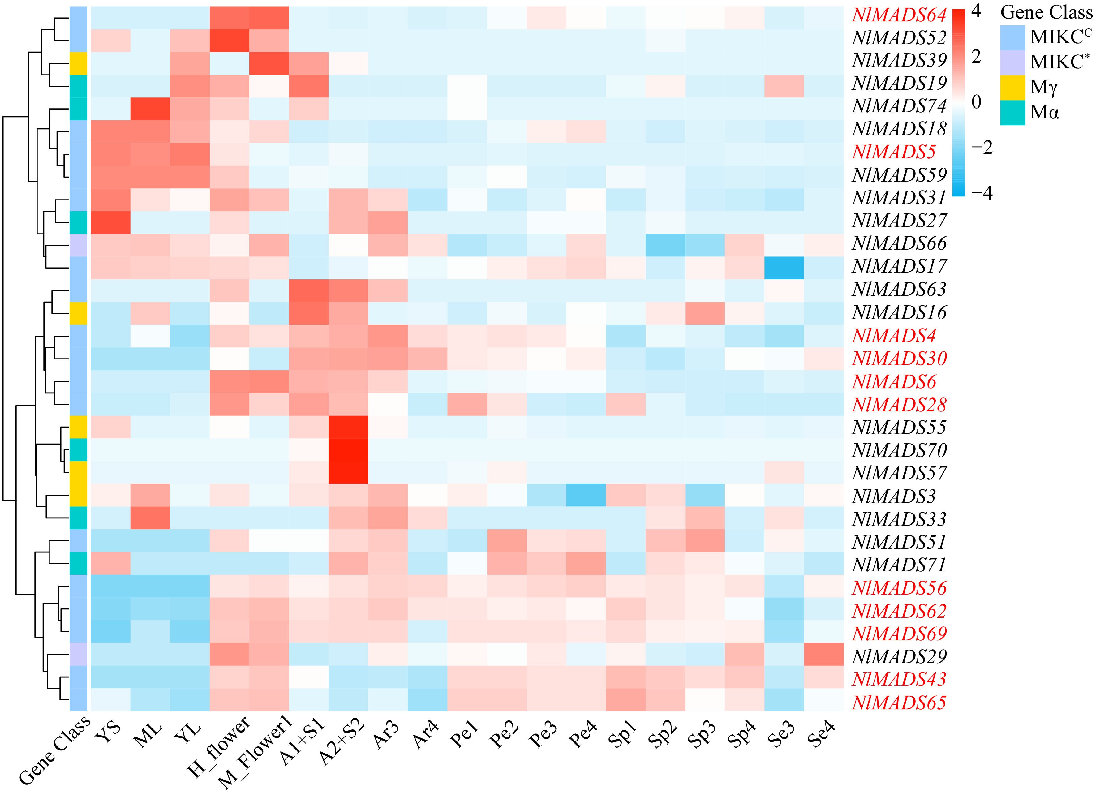 Genome-wide identification, characterization, evolution, and expression pattern analyses of MADS ...