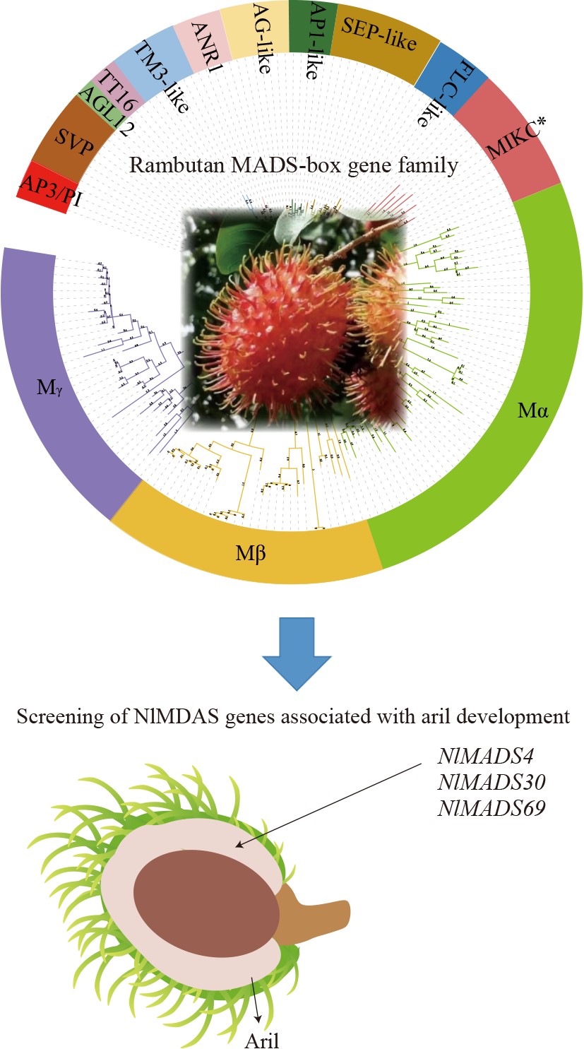 Genome-wide identification, characterization, evolution, and expression pattern analyses of MADS ...