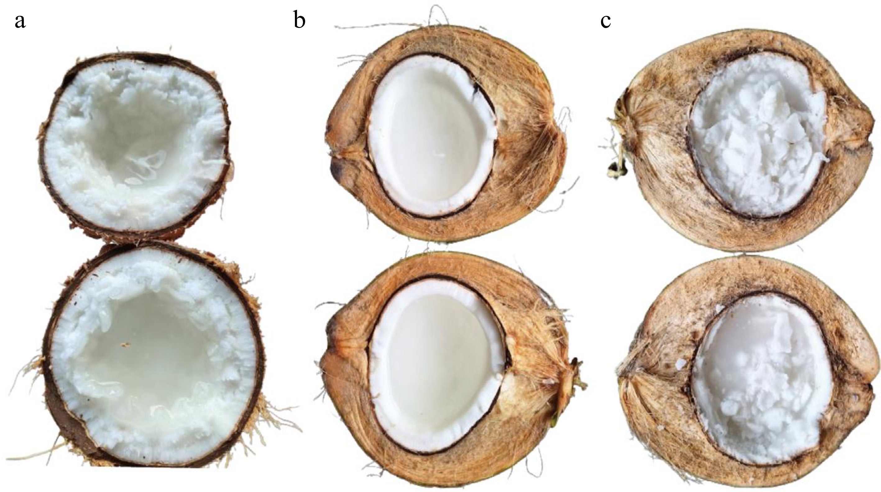 Prospects and challenges of elite coconut varieties in China a case ...