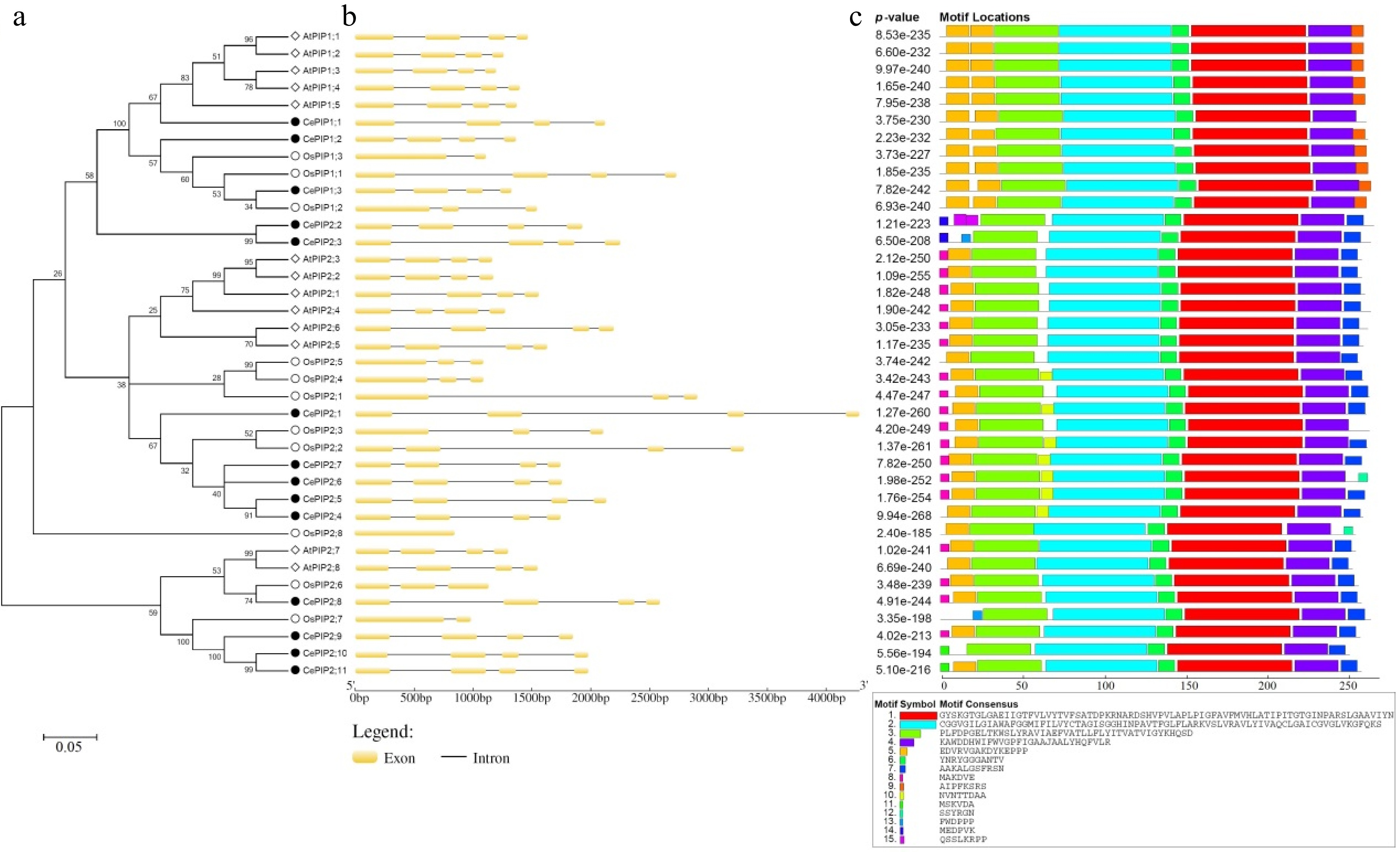 Molecular insights into PIP aquaporins in tigernut ( Cyperus esculentus ...