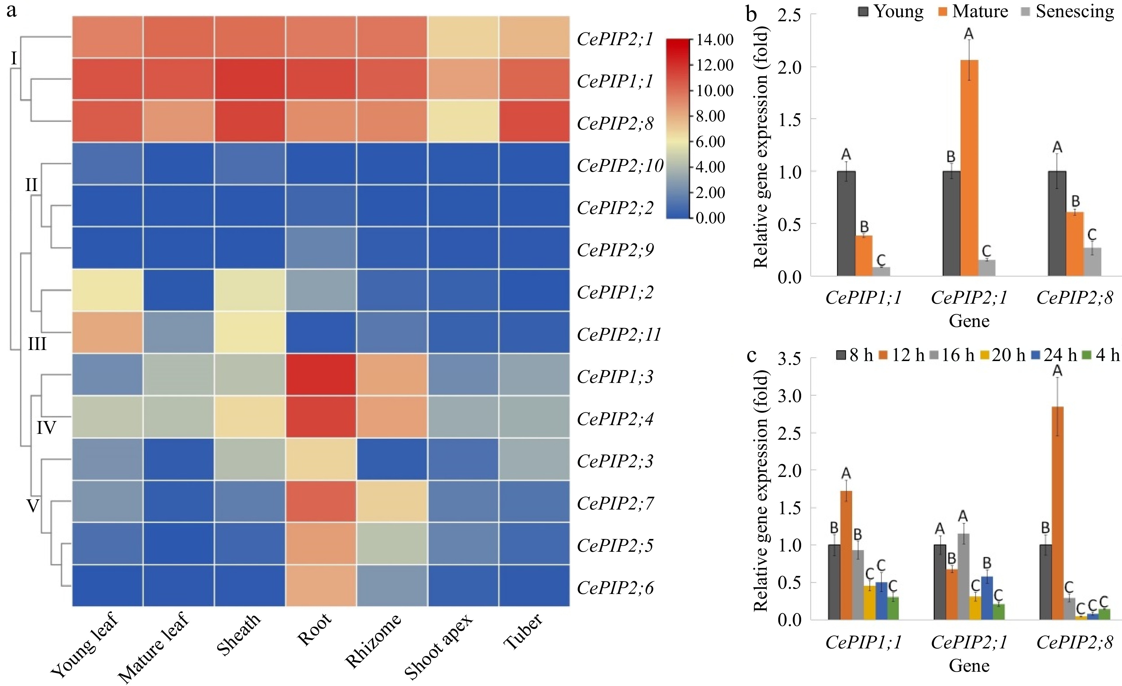 Molecular insights into PIP aquaporins in tigernut ( Cyperus esculentus ...