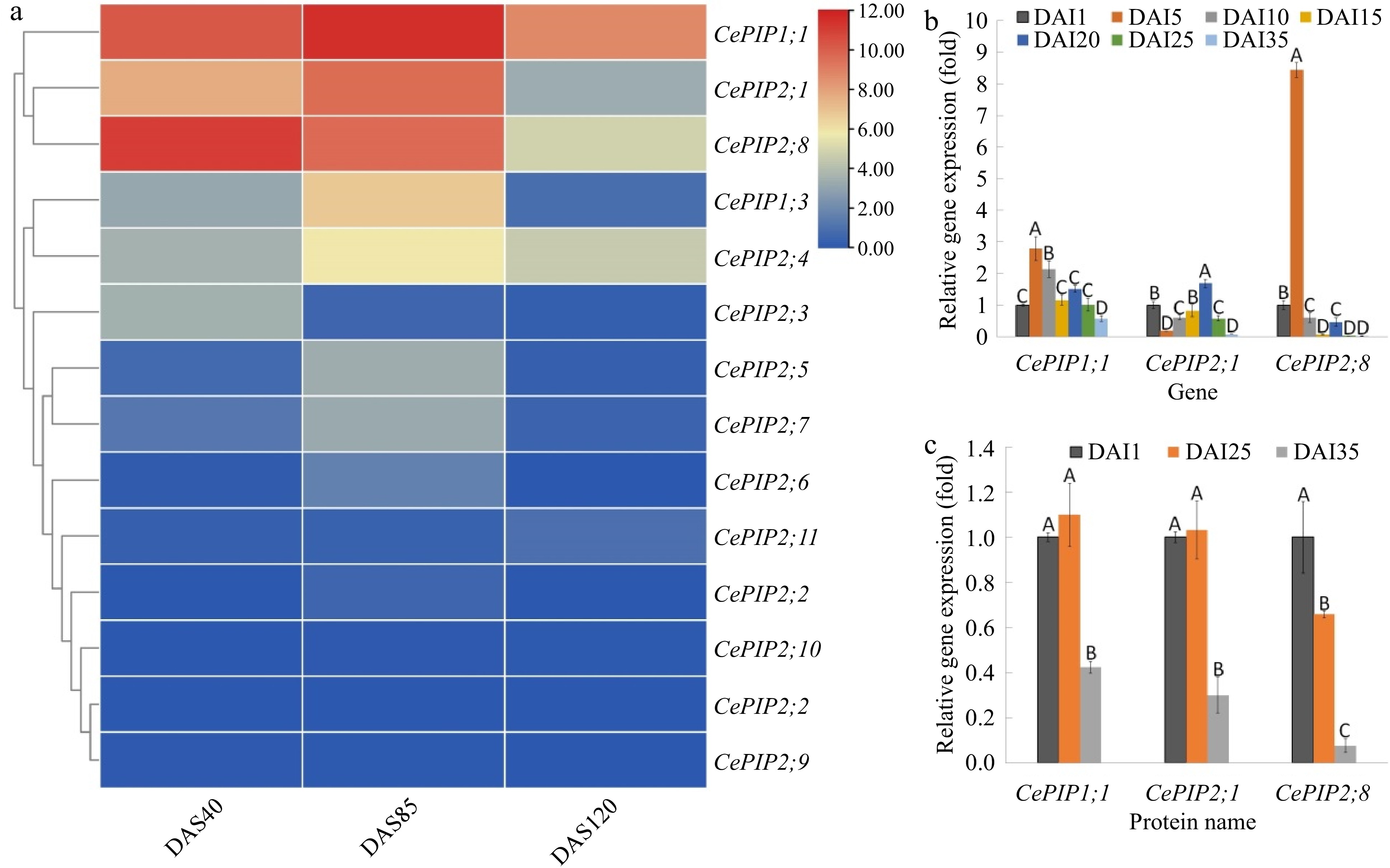 Molecular insights into PIP aquaporins in tigernut ( Cyperus esculentus ...