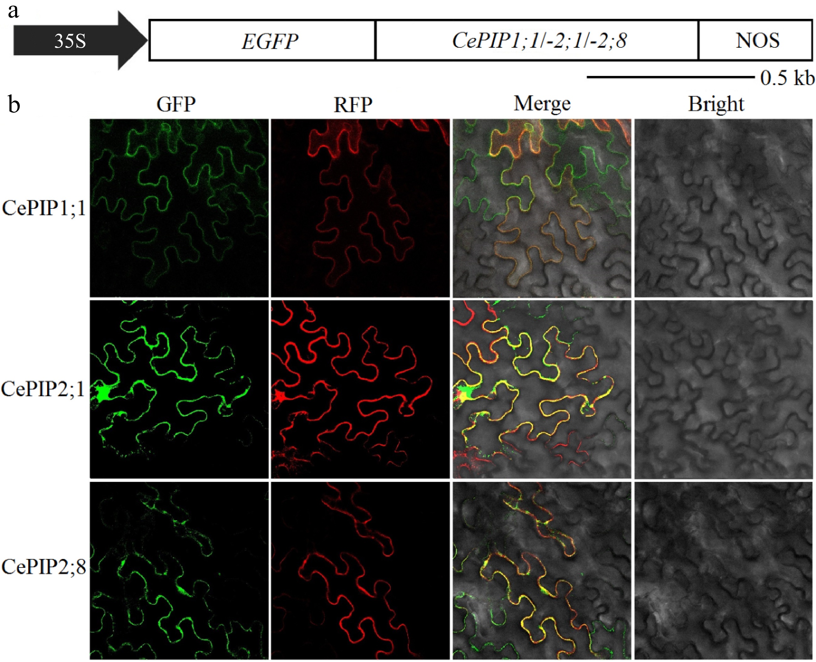 Molecular insights into PIP aquaporins in tigernut ( Cyperus esculentus ...