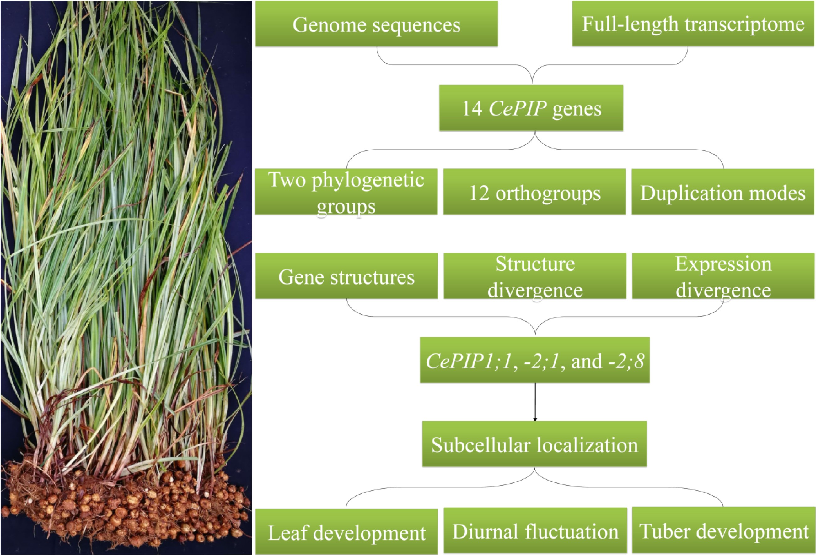 Molecular insights into PIP aquaporins in tigernut ( Cyperus esculentus ...