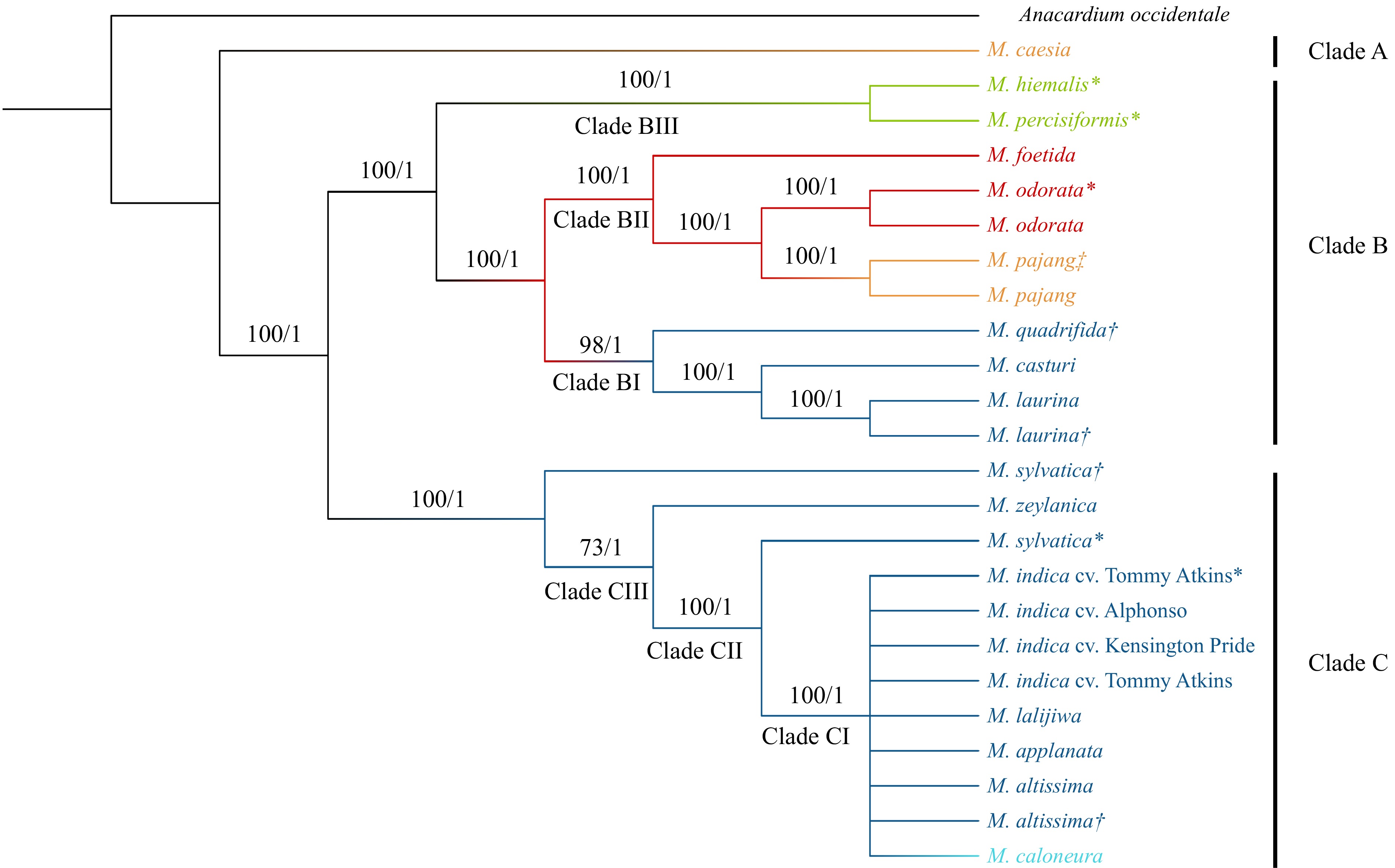 Phylogenetic relationships in the genus Mangifera based on whole ...