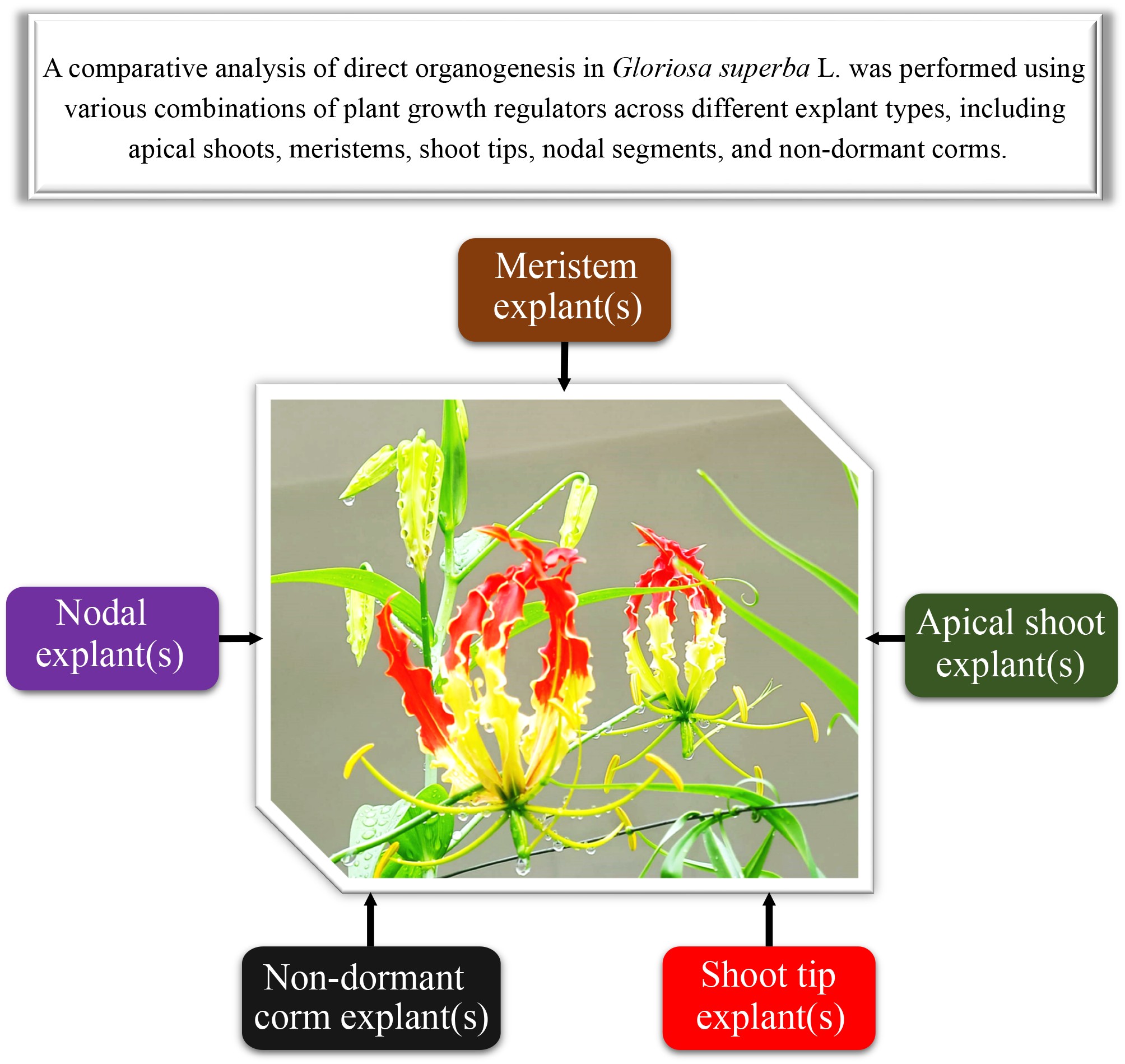 Multi-explant and multiplex applications of plant growth regulators A ...