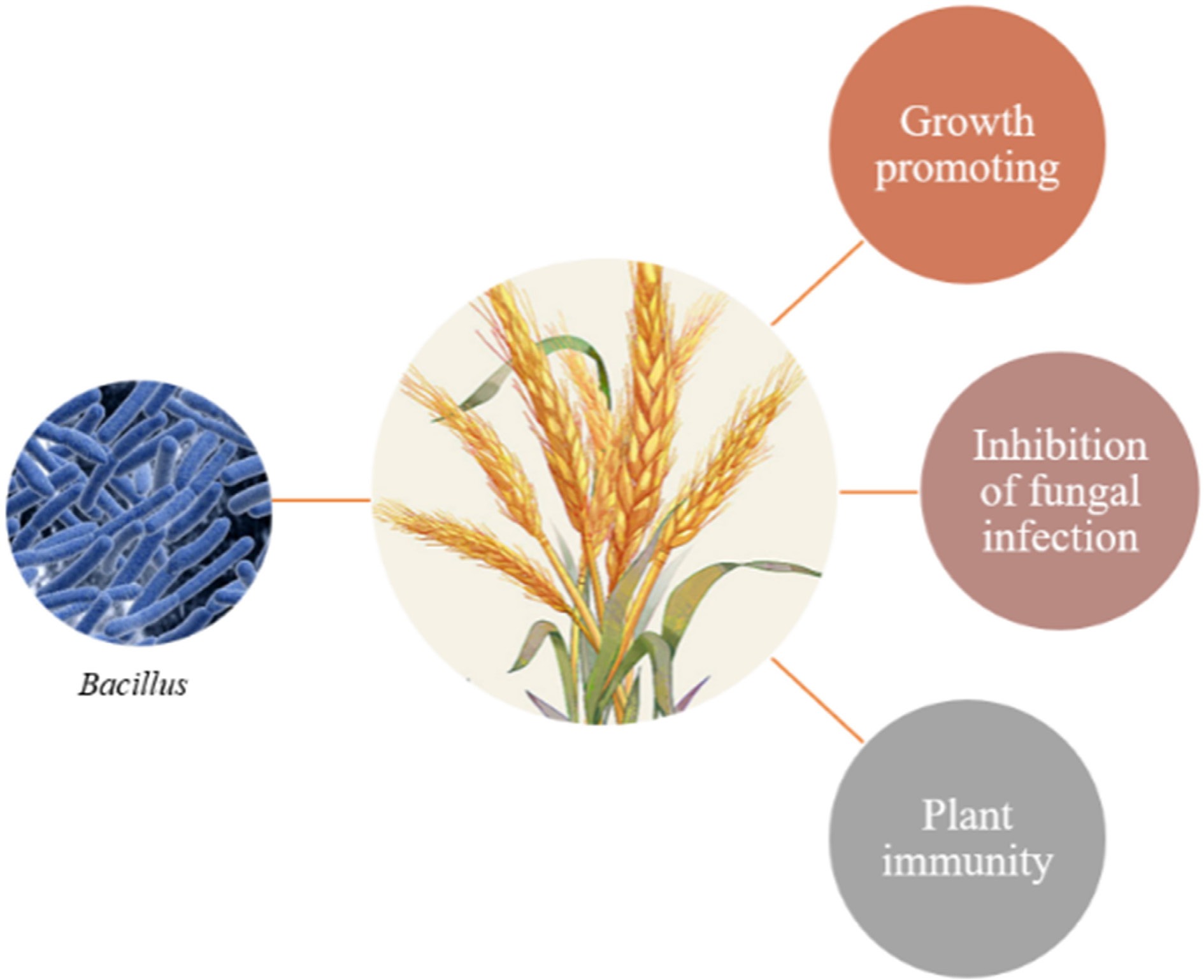 Bacillus velezensis , a new valuable source of bioactive molecules ...