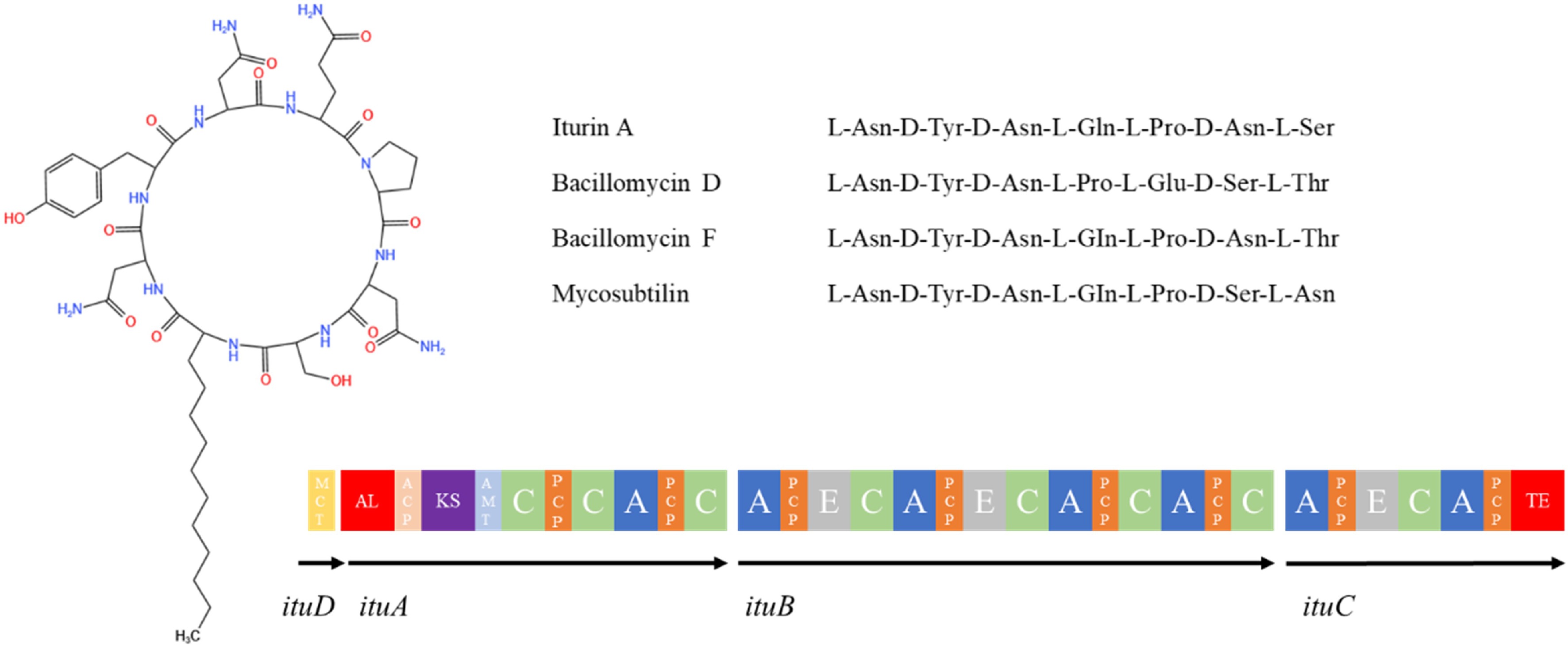 Bacillus velezensis , a new valuable source of bioactive molecules ...