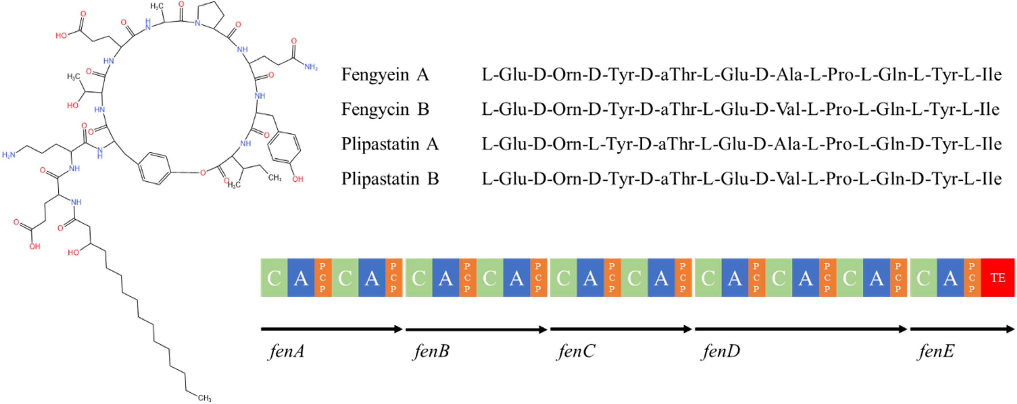 Bacillus velezensis , a new valuable source of bioactive molecules ...