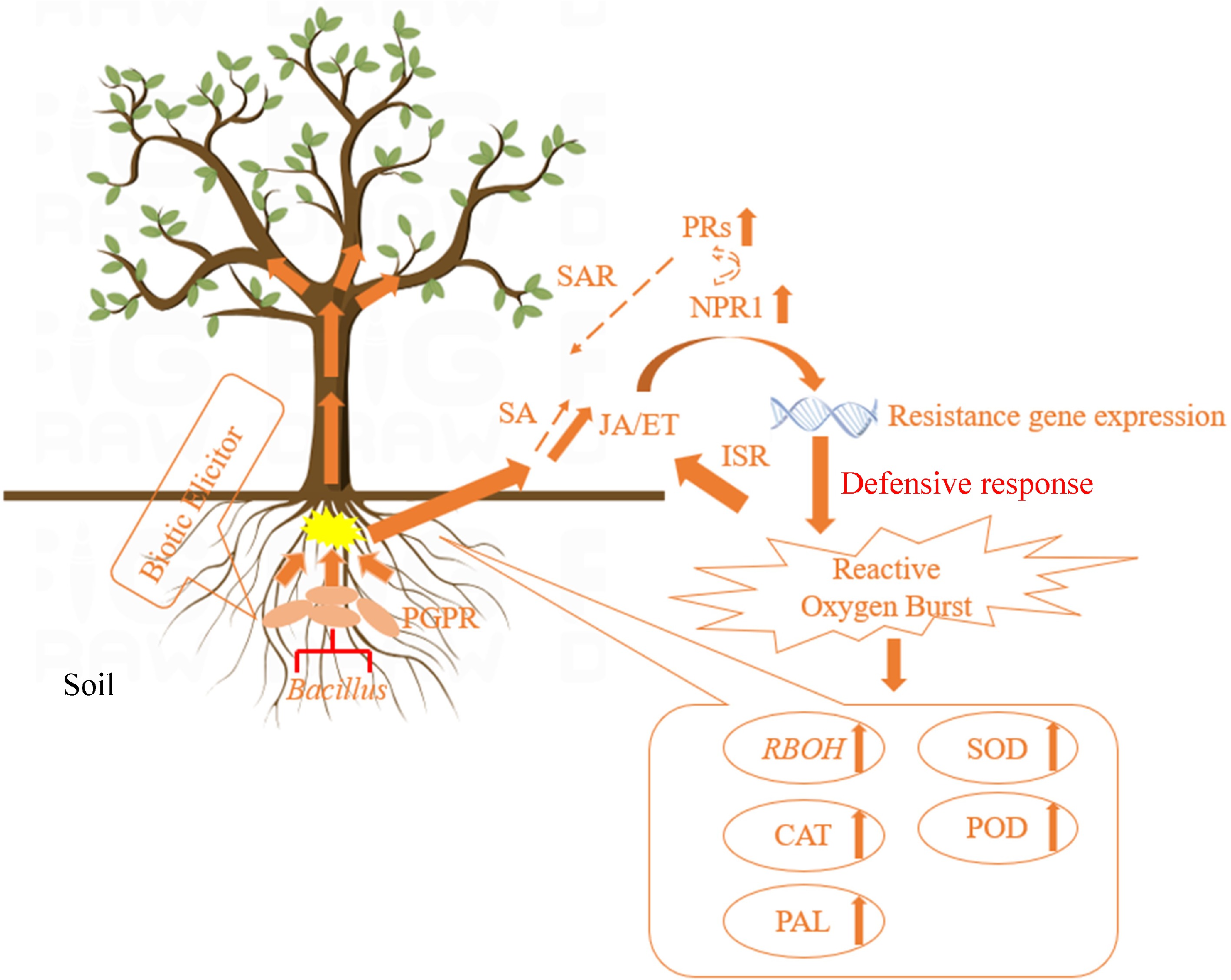 Bacillus velezensis , a new valuable source of bioactive molecules ...